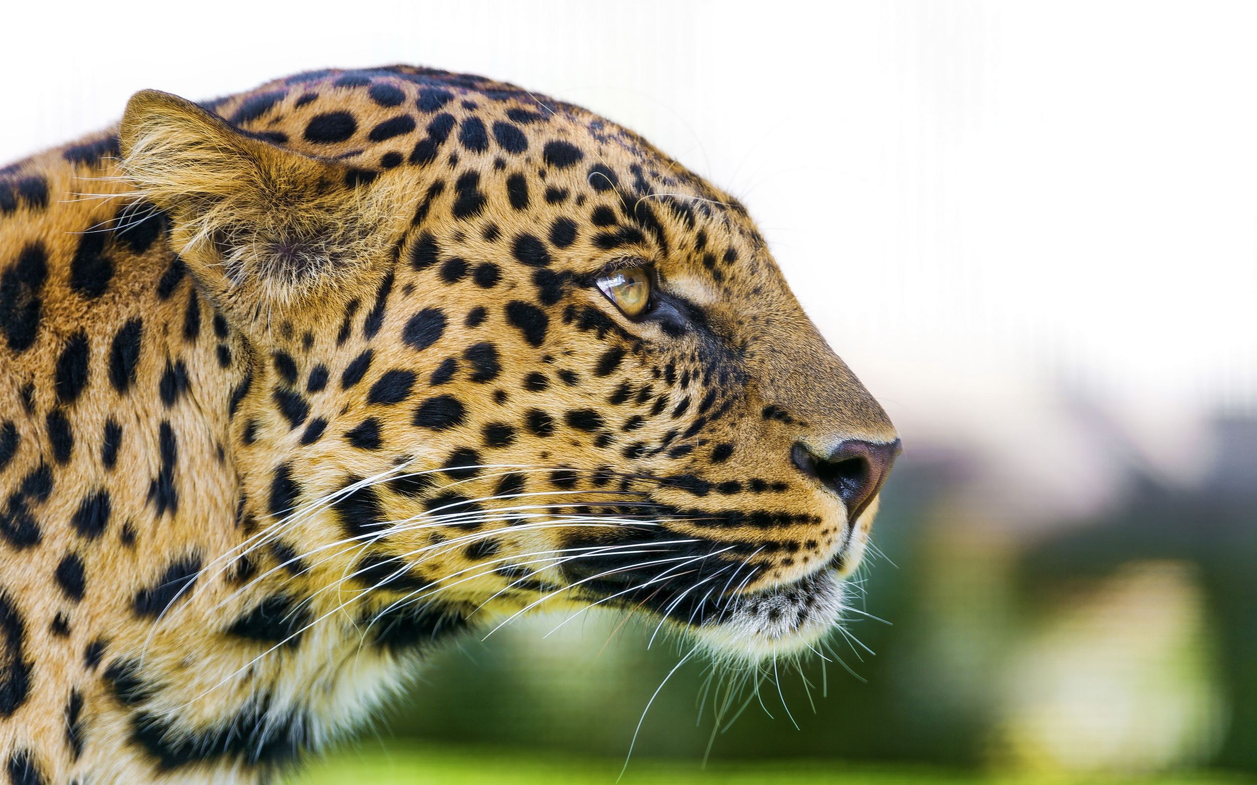 Download Animal Leopard HD Wallpaper