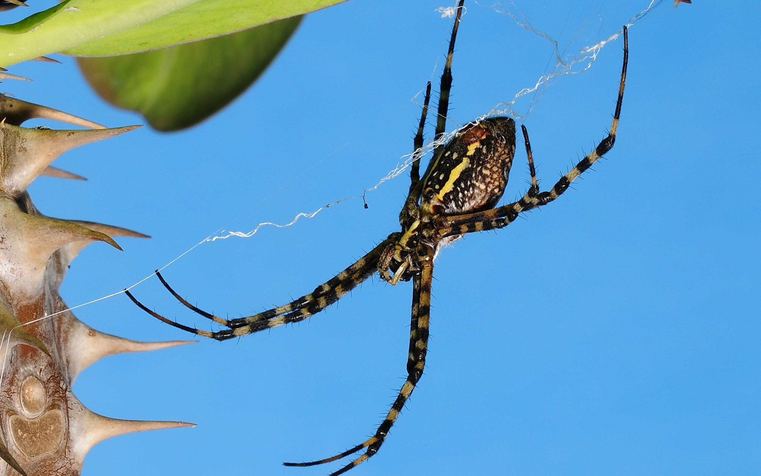 Spiders 3d Hd Wallpapers