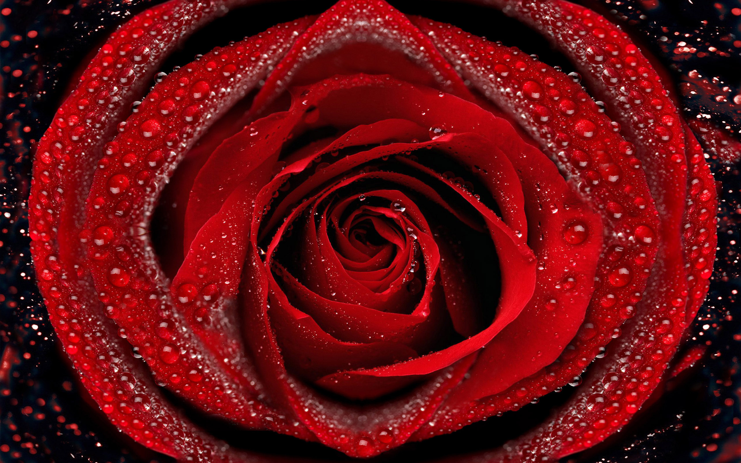 HD Nature's Elegance: Dew-Kissed Red Rose Wallpaper