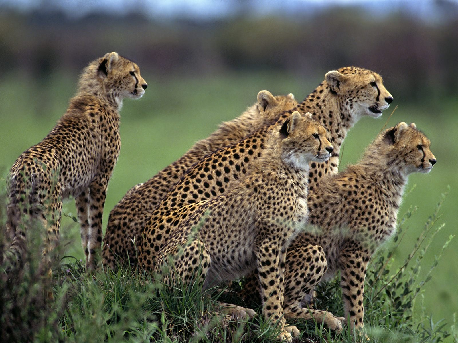 Download Animal Cheetah Wallpaper