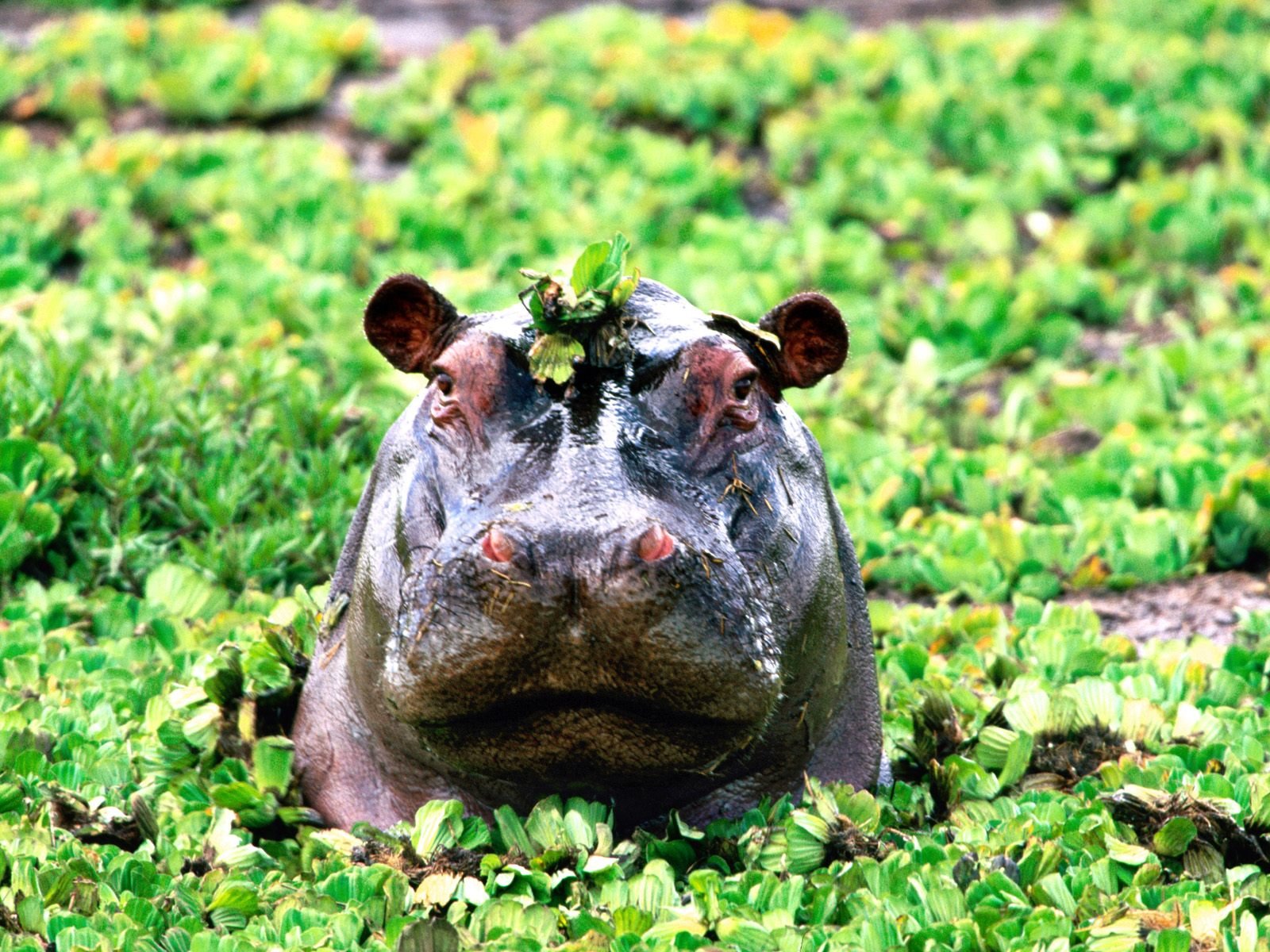 Animal Hippo Wallpaper