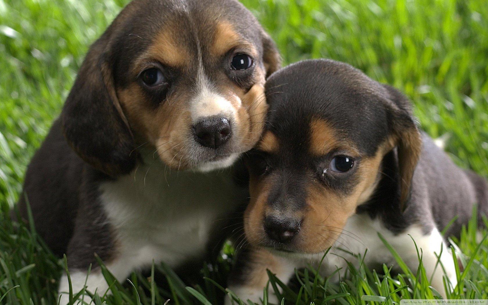 HD Puppy Duo Wallpaper — Sweet Lawn Snuggle | 1680x1050 | Wallpaper Abyss