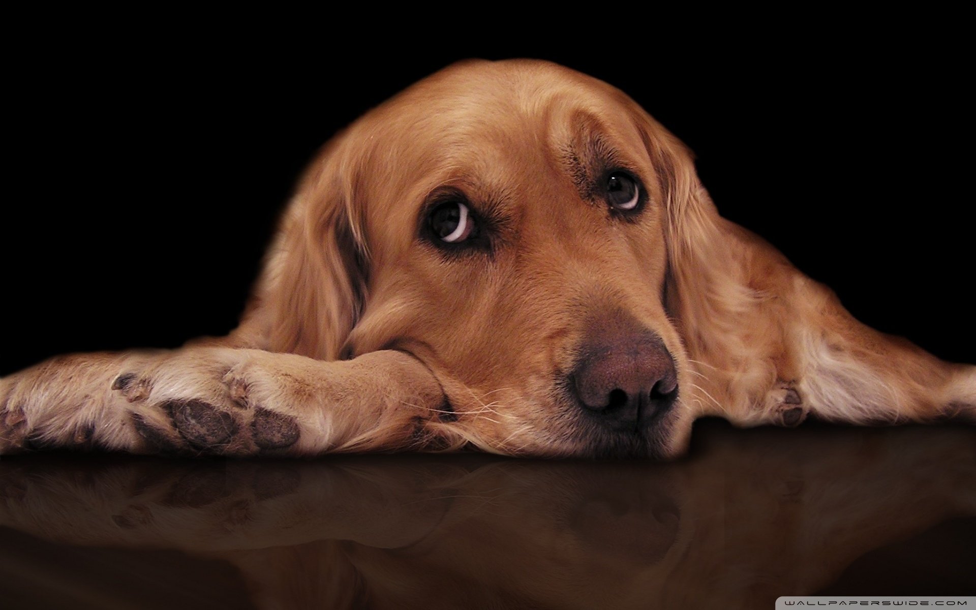 Download Animal Dog HD Wallpaper | 1920x1200 | Wallpaper Abyss