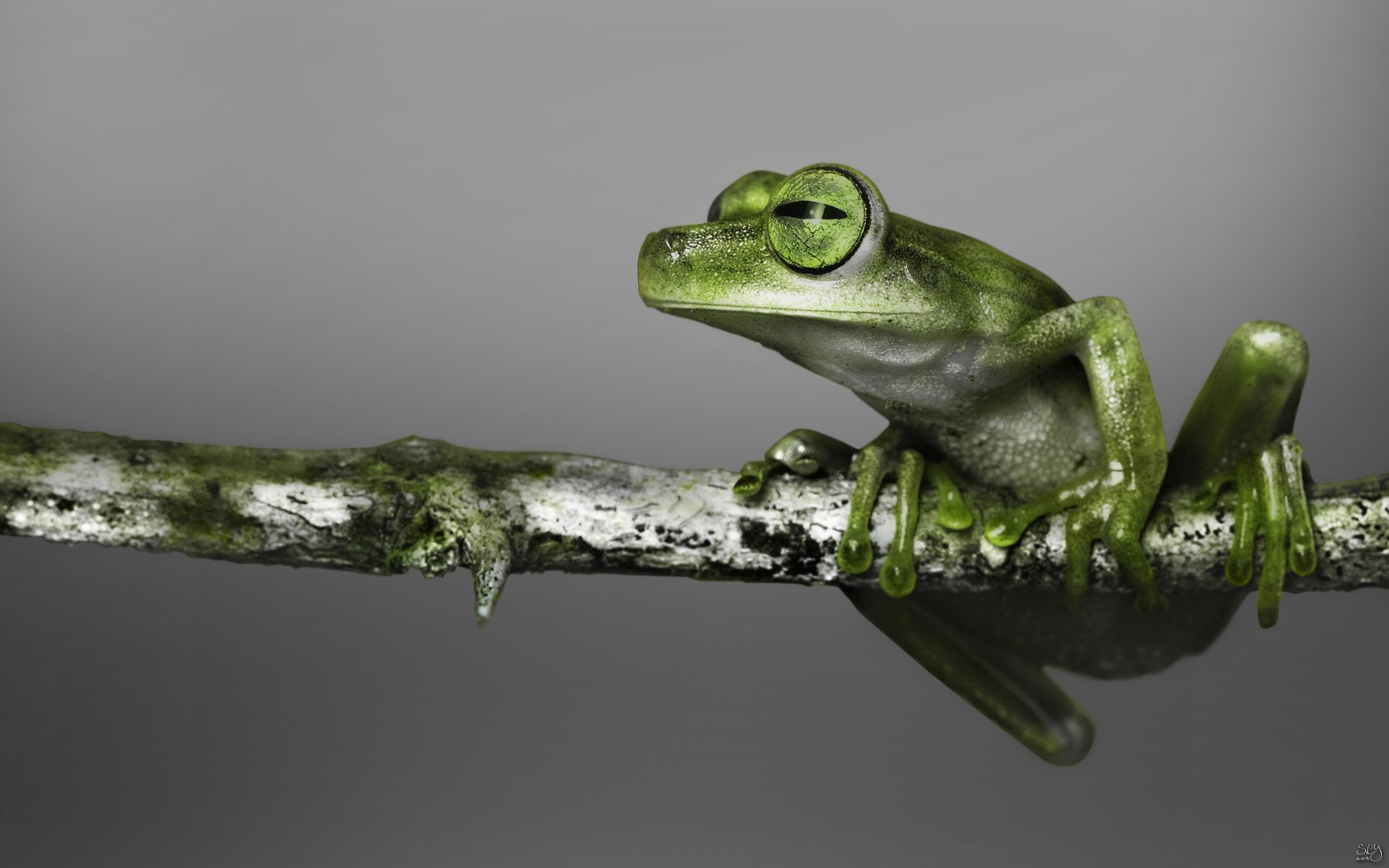 Serene Frog HD: Nature's Calm in Crisp Detail | 1920x1200 | Wallpaper Abyss