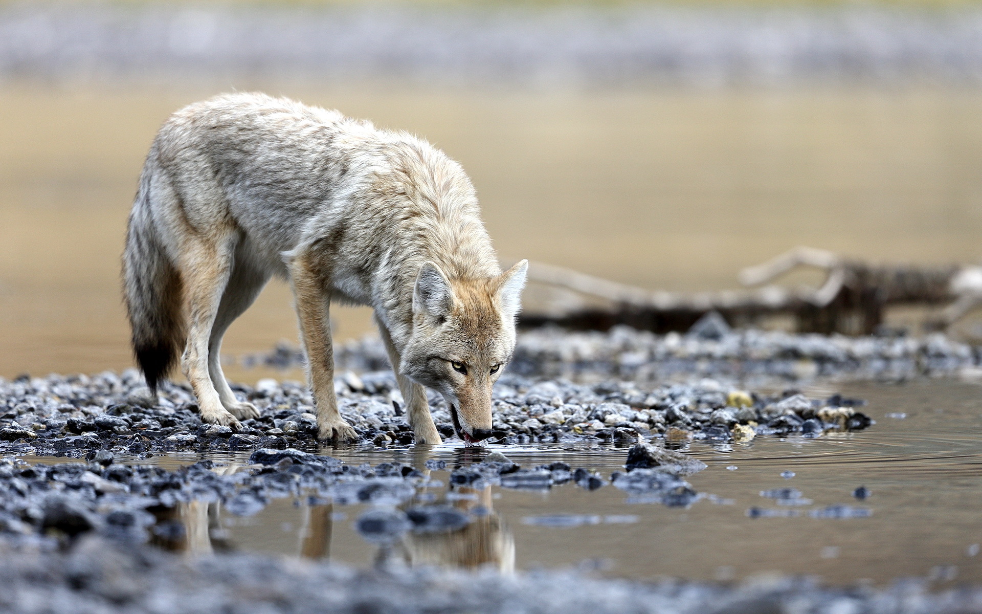 Stunning HD Wallpaper of a Wolf in Nature