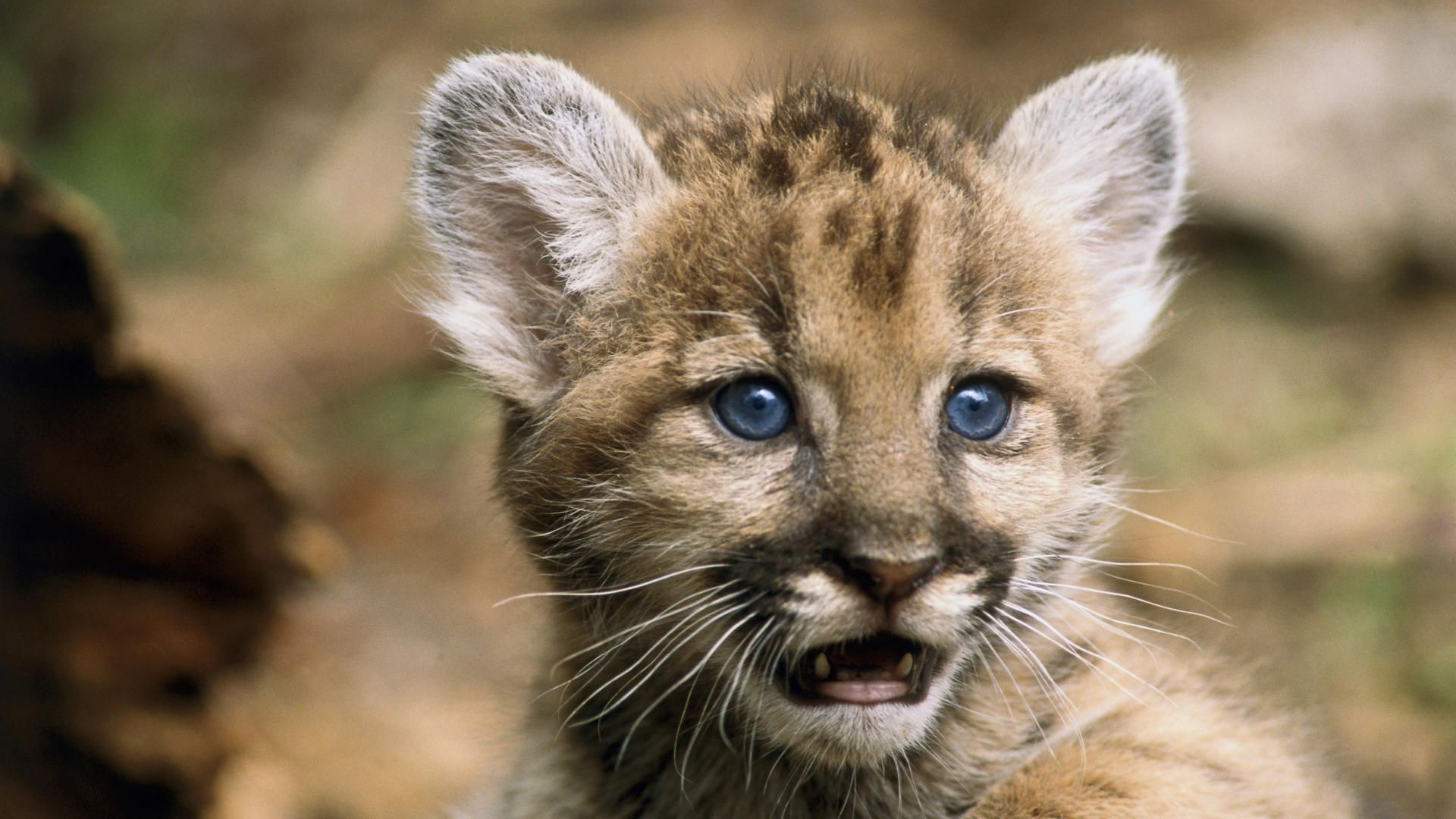 Download Animal Cougar HD Wallpaper