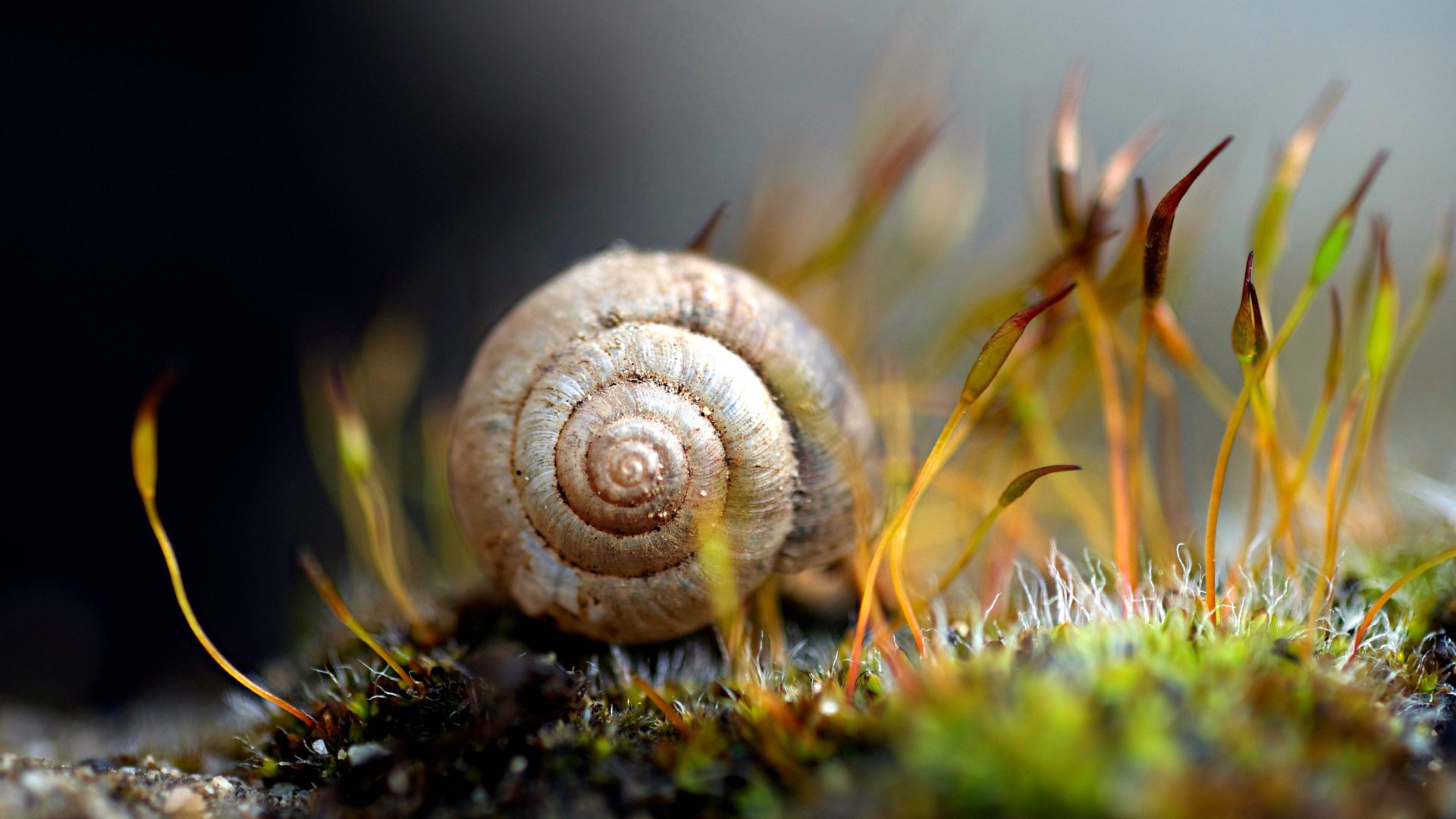 Download Animal Snail HD Wallpaper