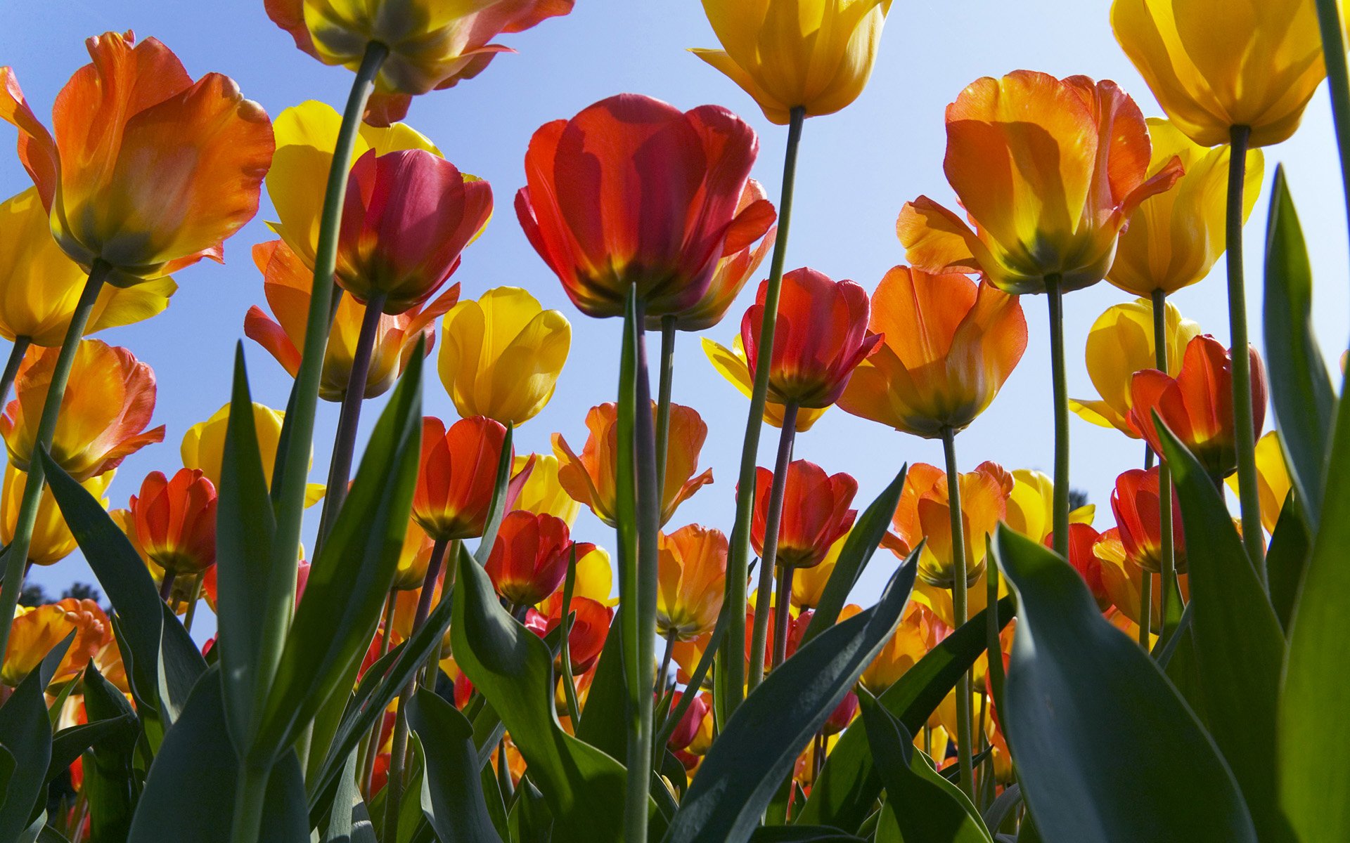 Download Flower Nature Tulip HD Wallpaper | 1920x1200 | Wallpaper Abyss