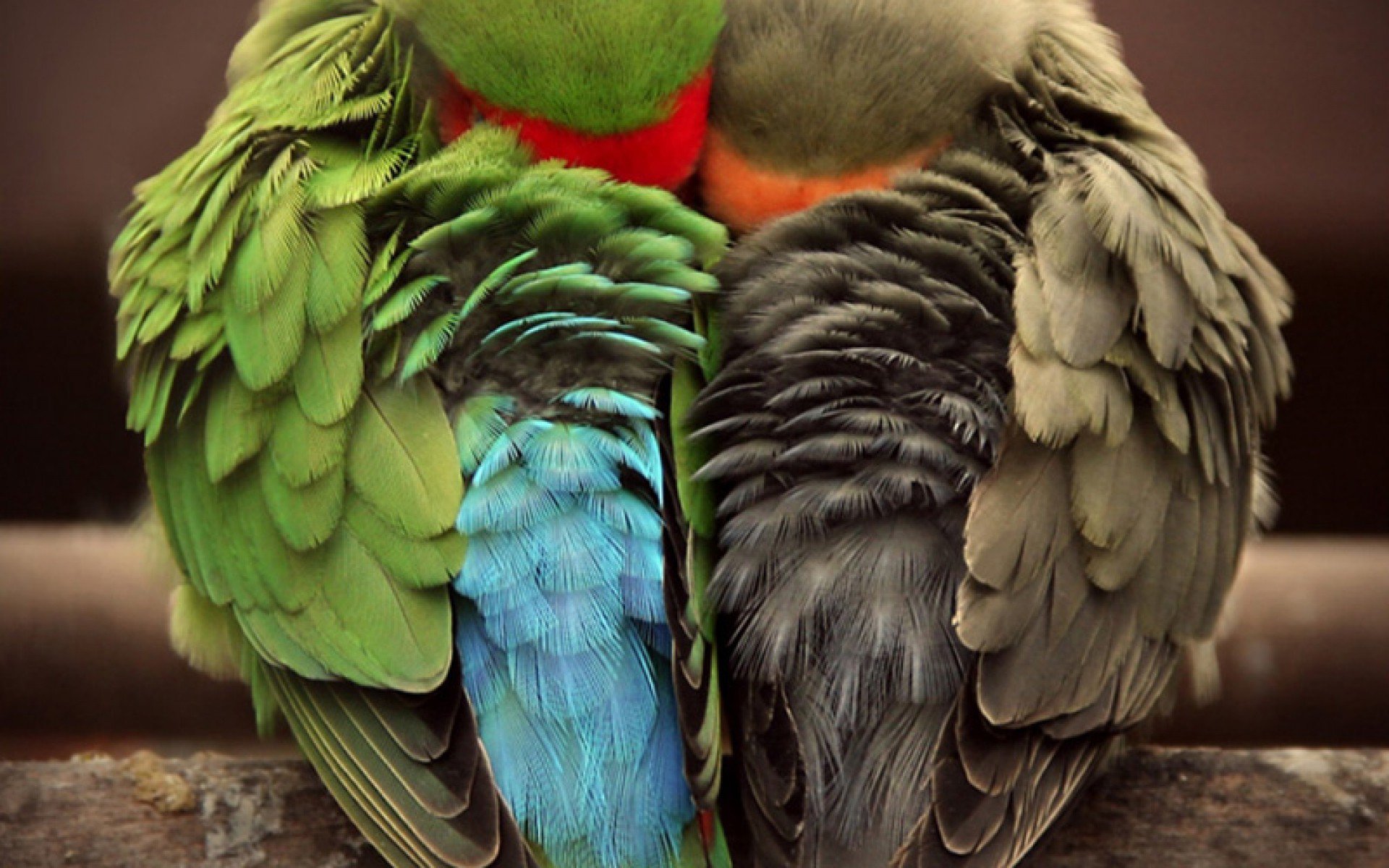 Vibrant Parrots: An HD Wallpaper of Nature's Colors