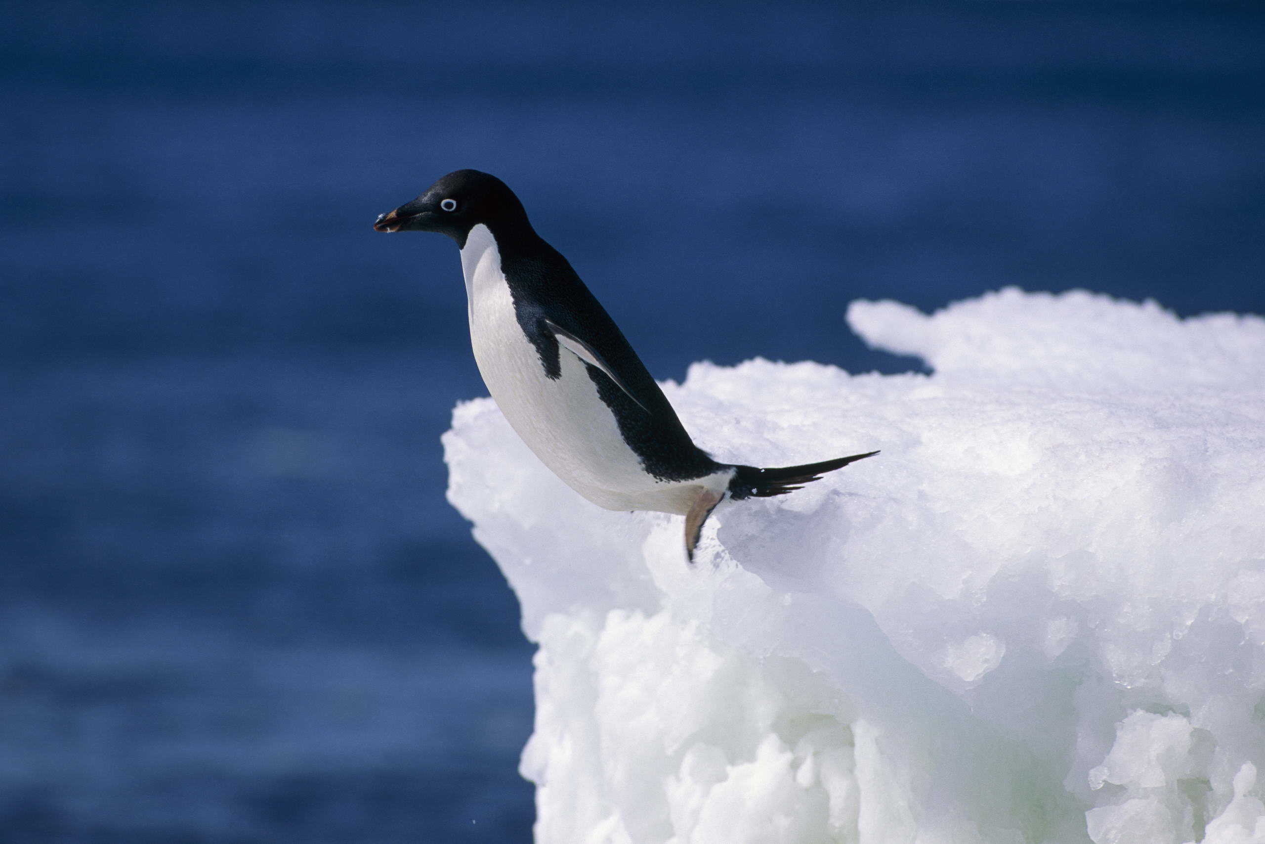 Download Animal Penguin HD Wallpaper