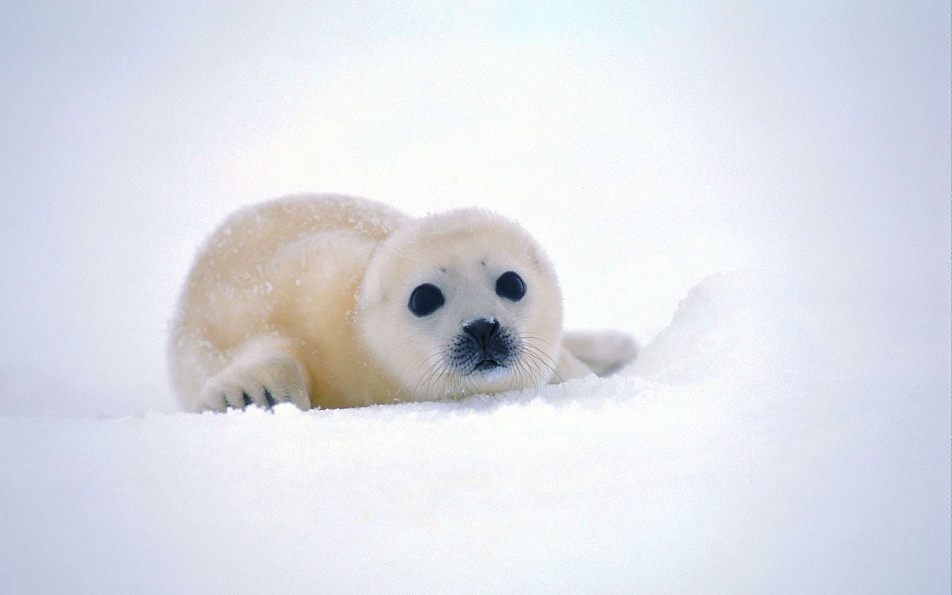 Download Animal Seal HD Wallpaper