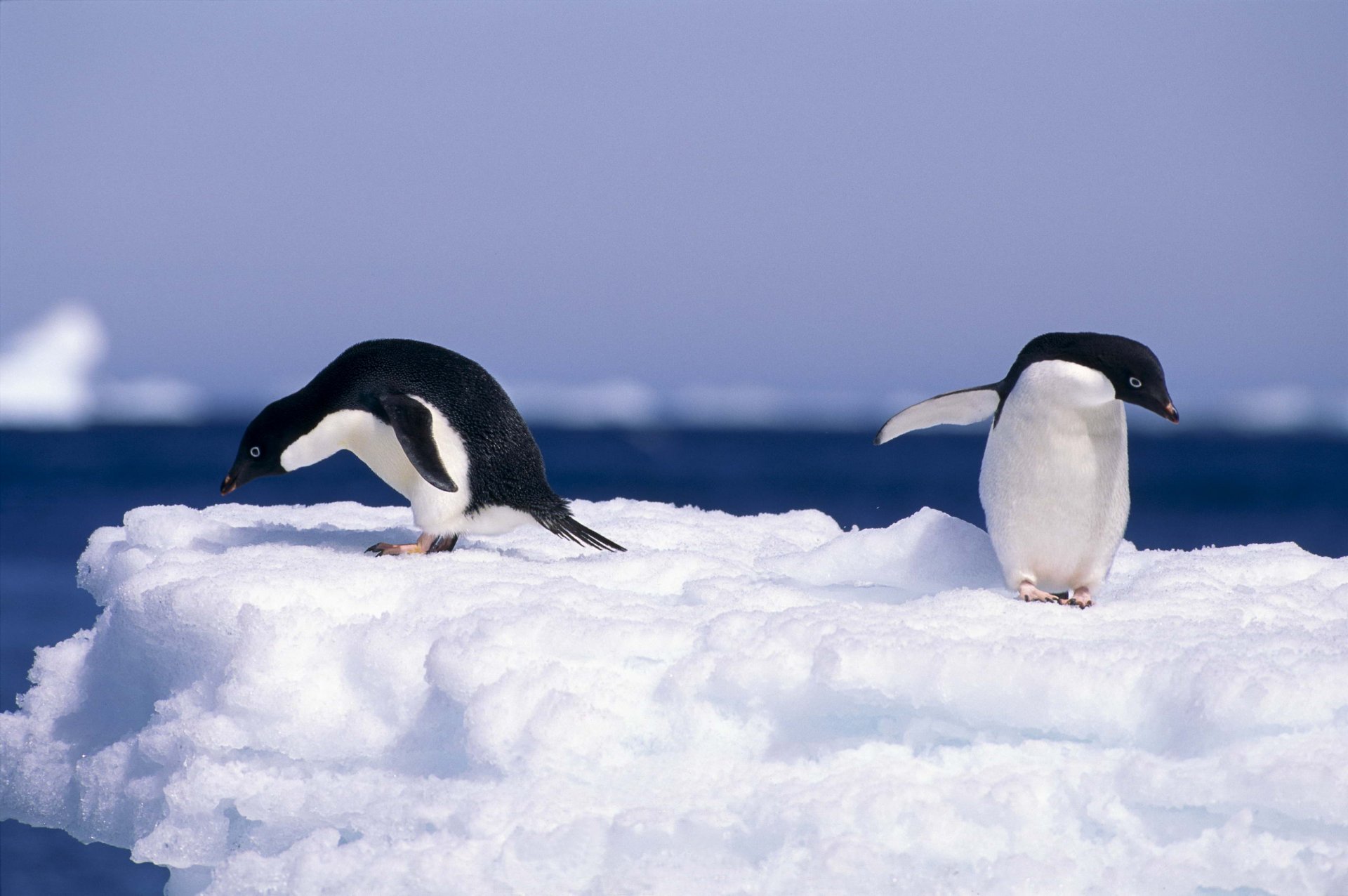 Penguin HD Wallpaper