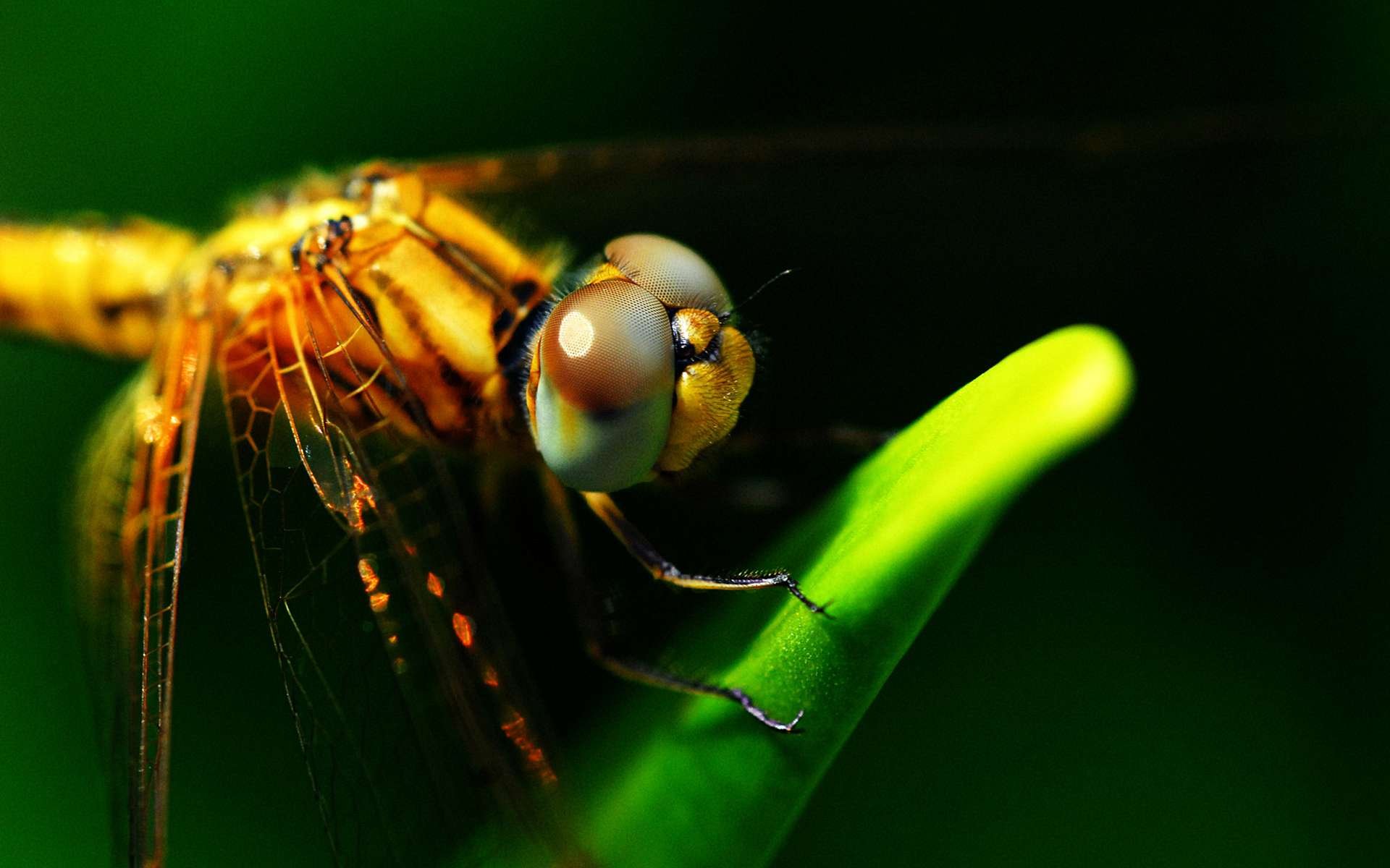 Download Animal Dragonfly HD Wallpaper