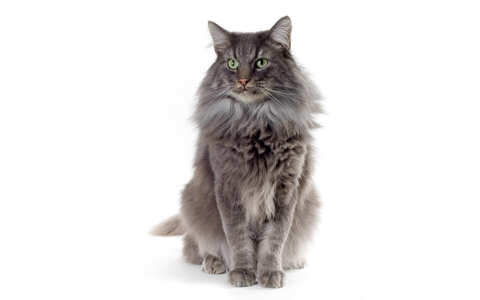 Cat HD Wallpaper