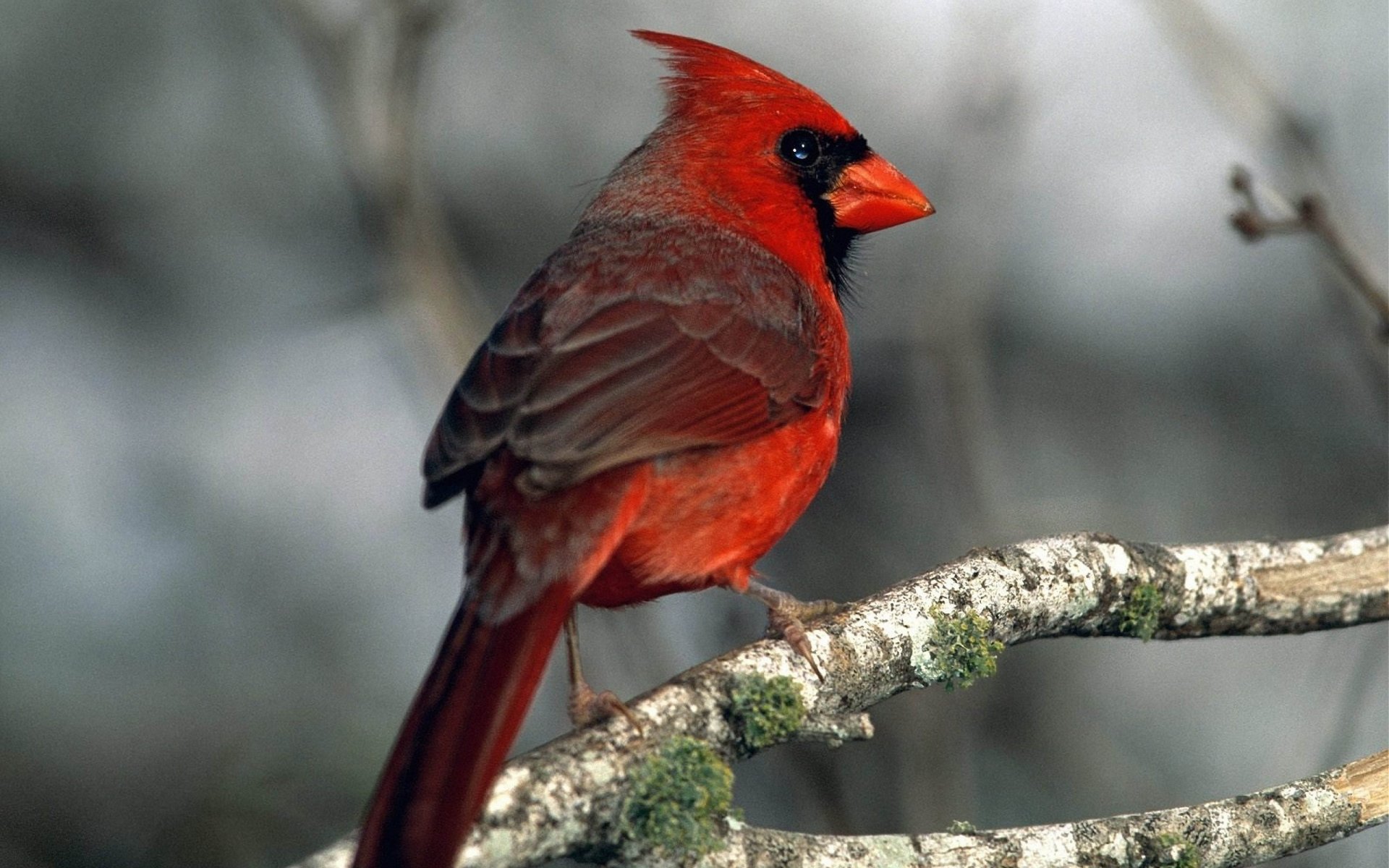 Download Bird Animal Cardinal HD Wallpaper