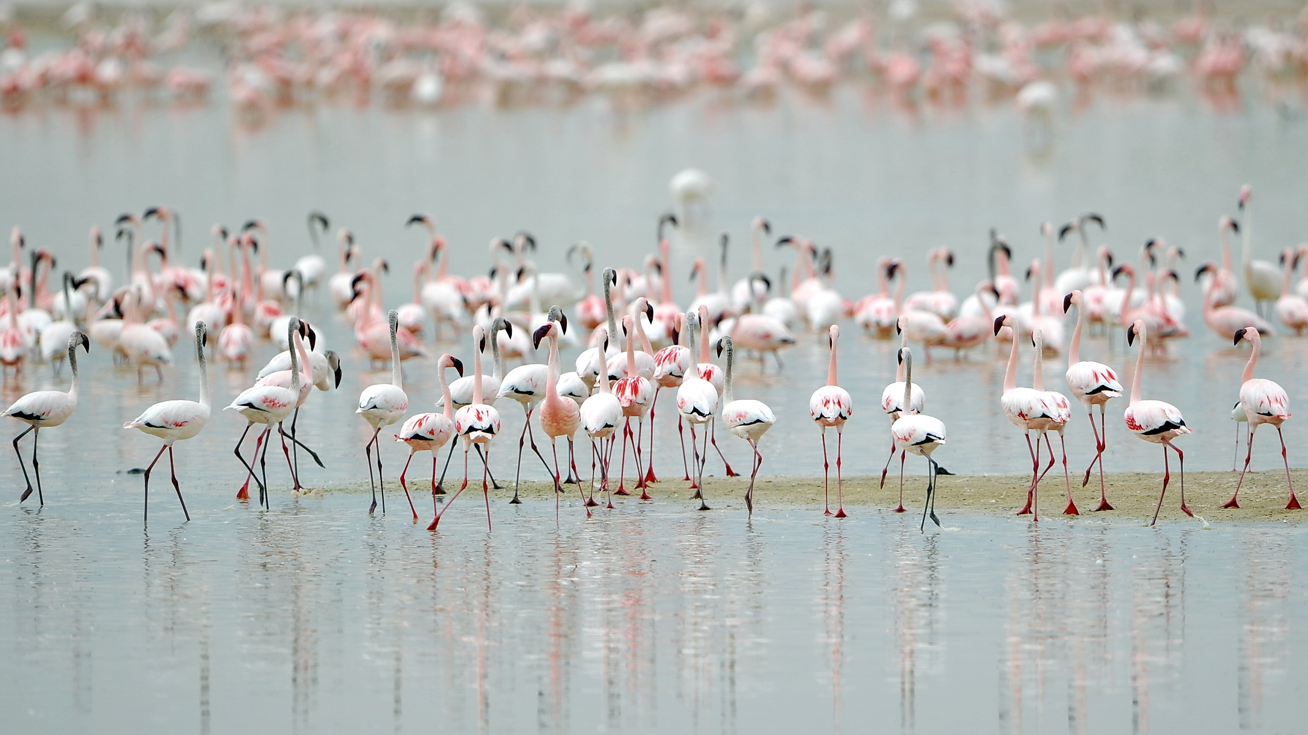 Majestic Flamingo Flock: Stunning HD Animal Wallpaper