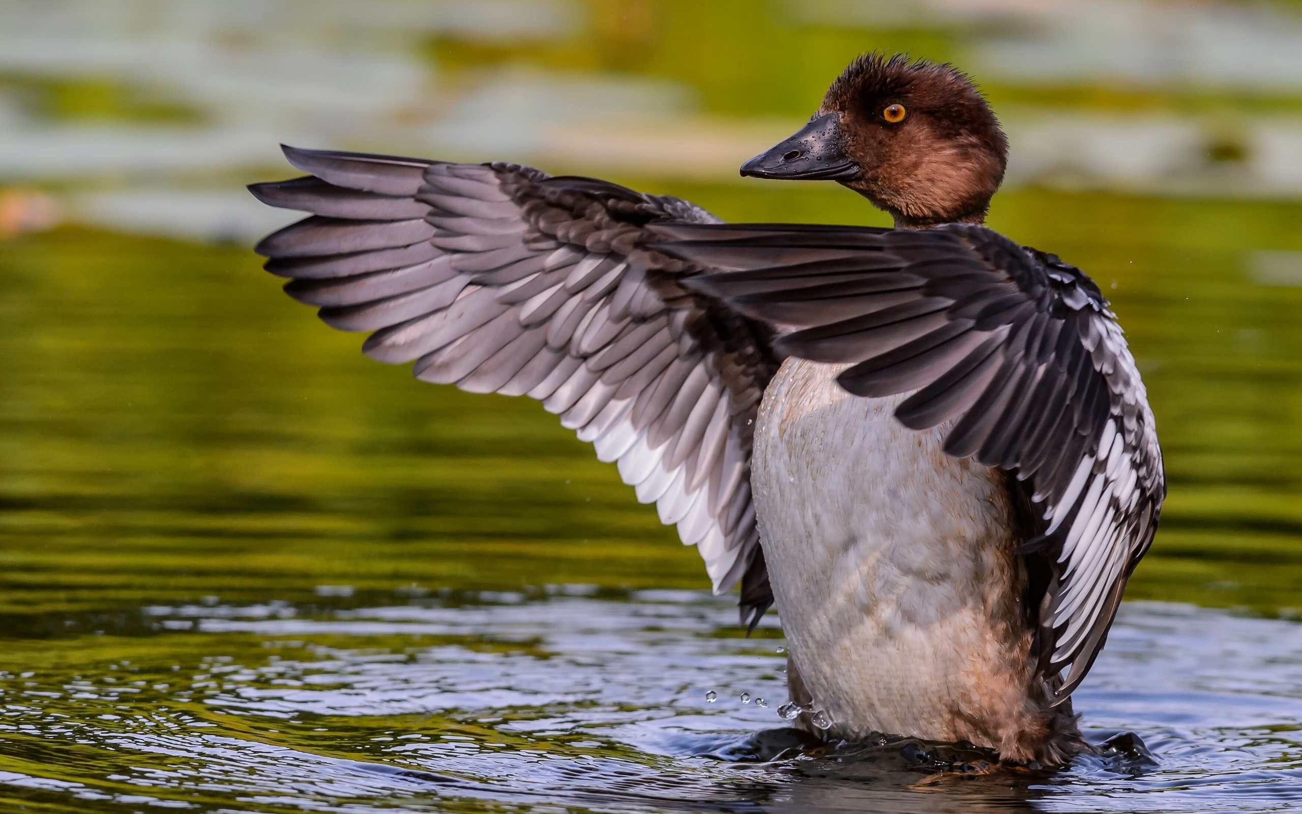 Duck 2560x1600 Wallpaper