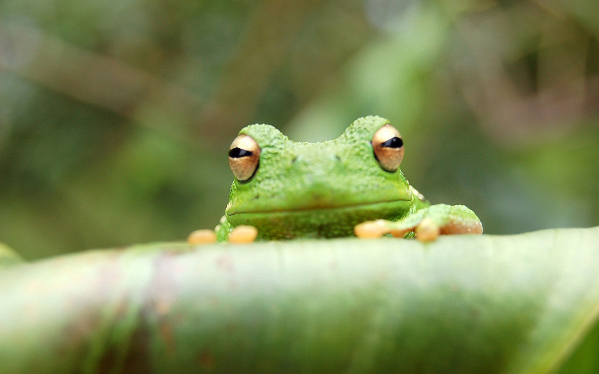 Animal Tree Frog HD Wallpaper