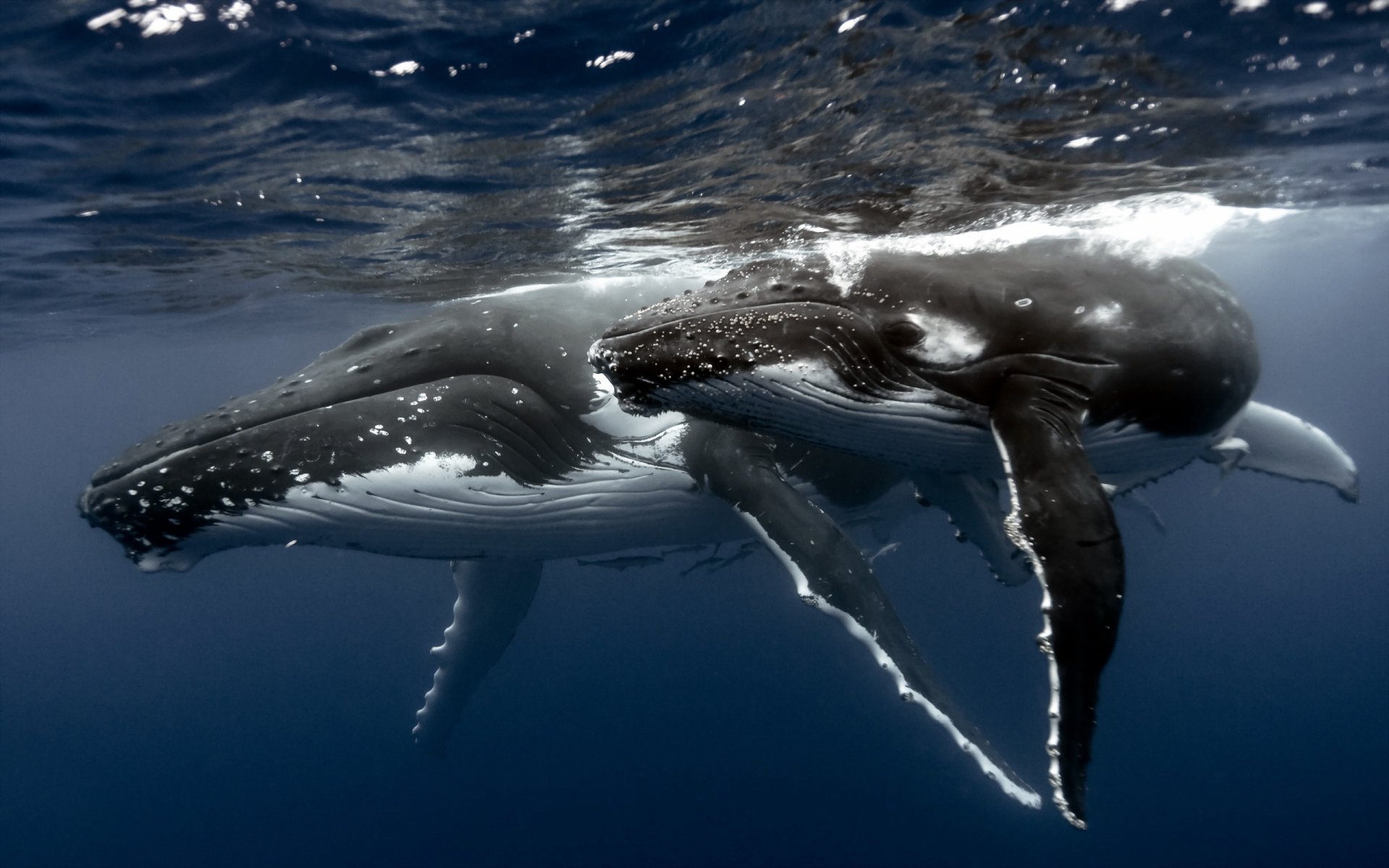 Majestic Whales: Stunning HD Wallpaper of Nature's Giants
