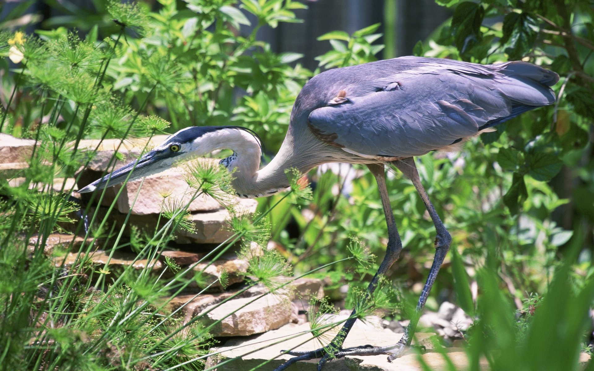 Download Bird Animal Great Blue Heron HD Wallpaper
