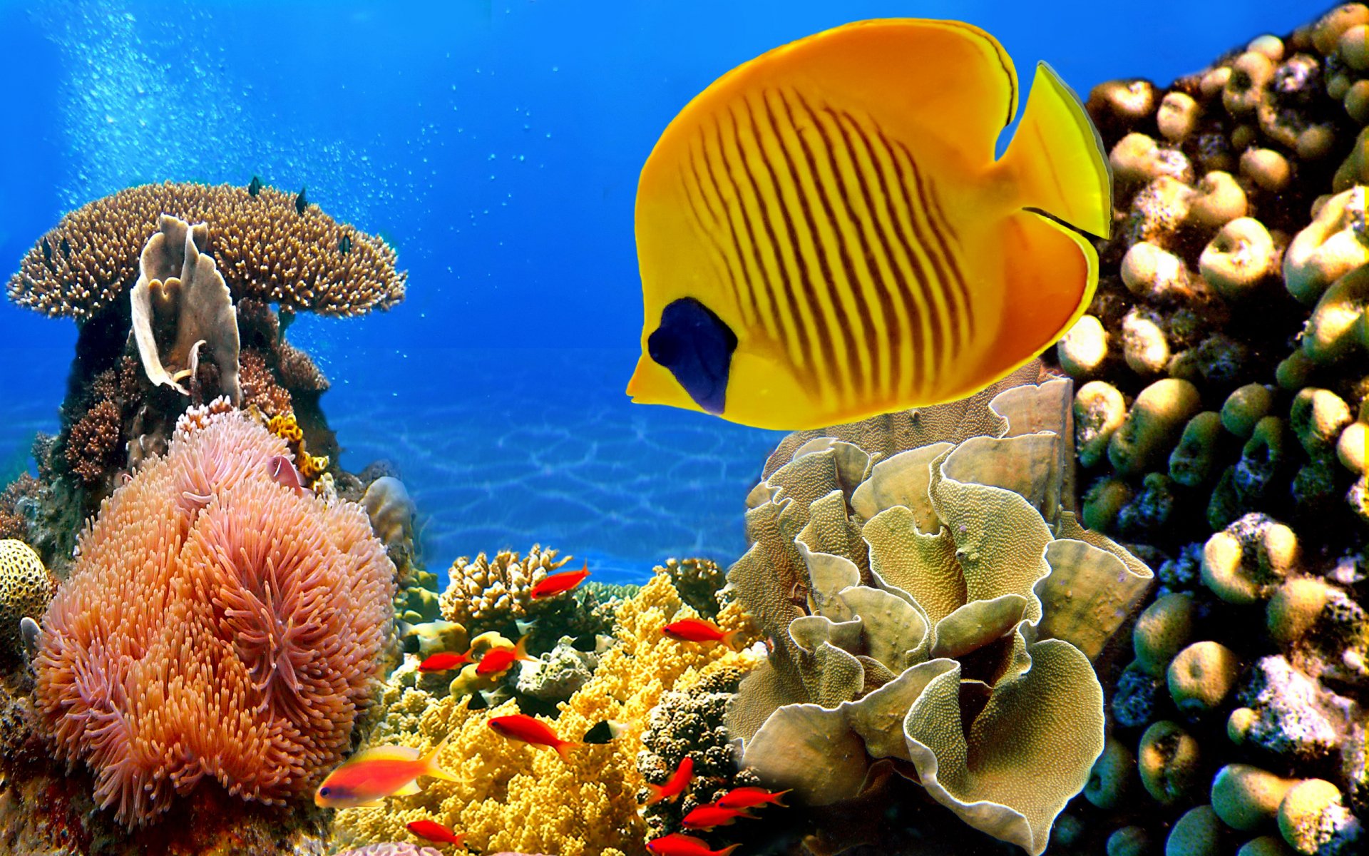 Vibrant Butterflyfish in Crystal Clear Reef – Stunning HD Animal Wallpaper