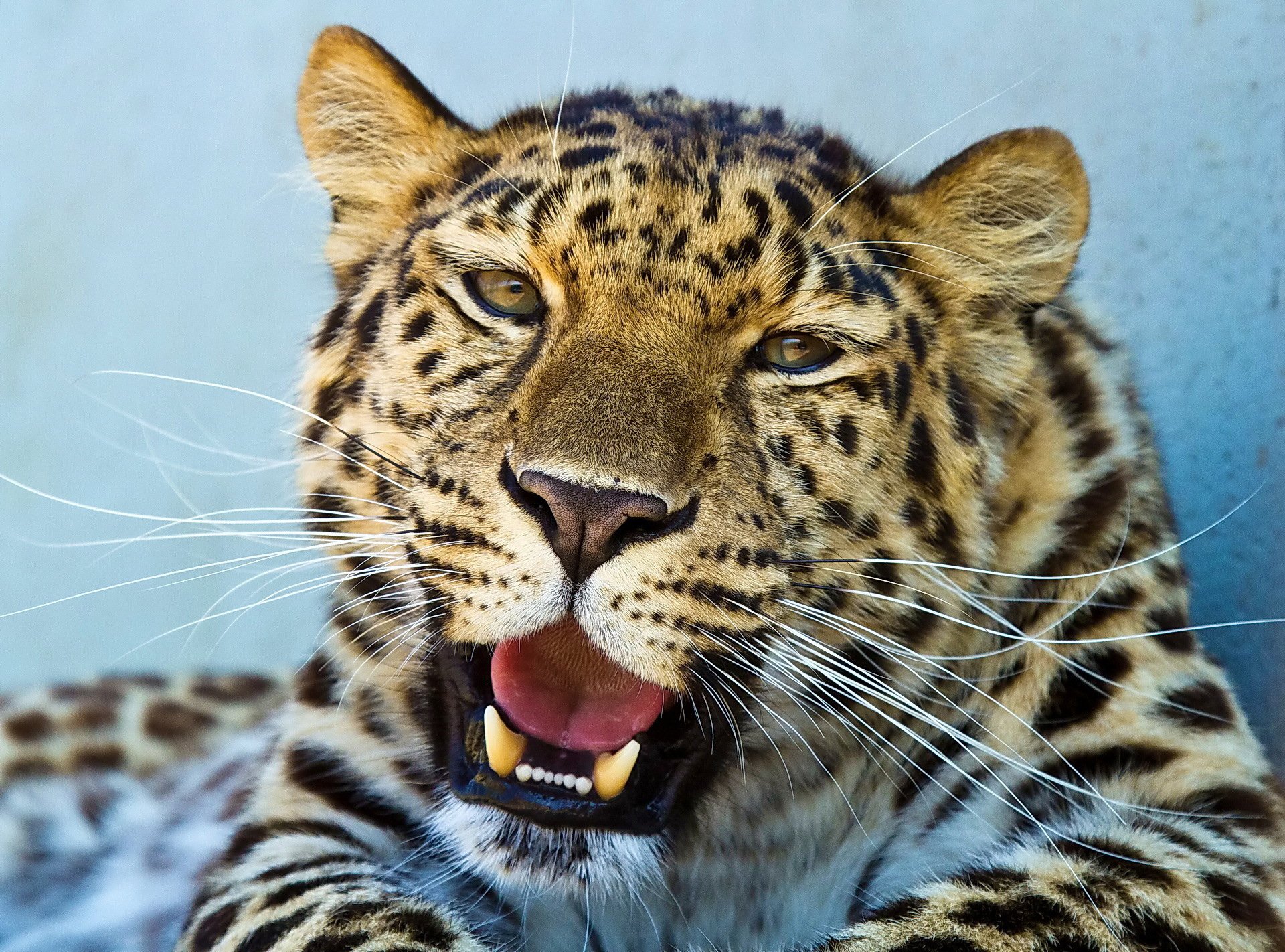 Leopard HD Wallpaper