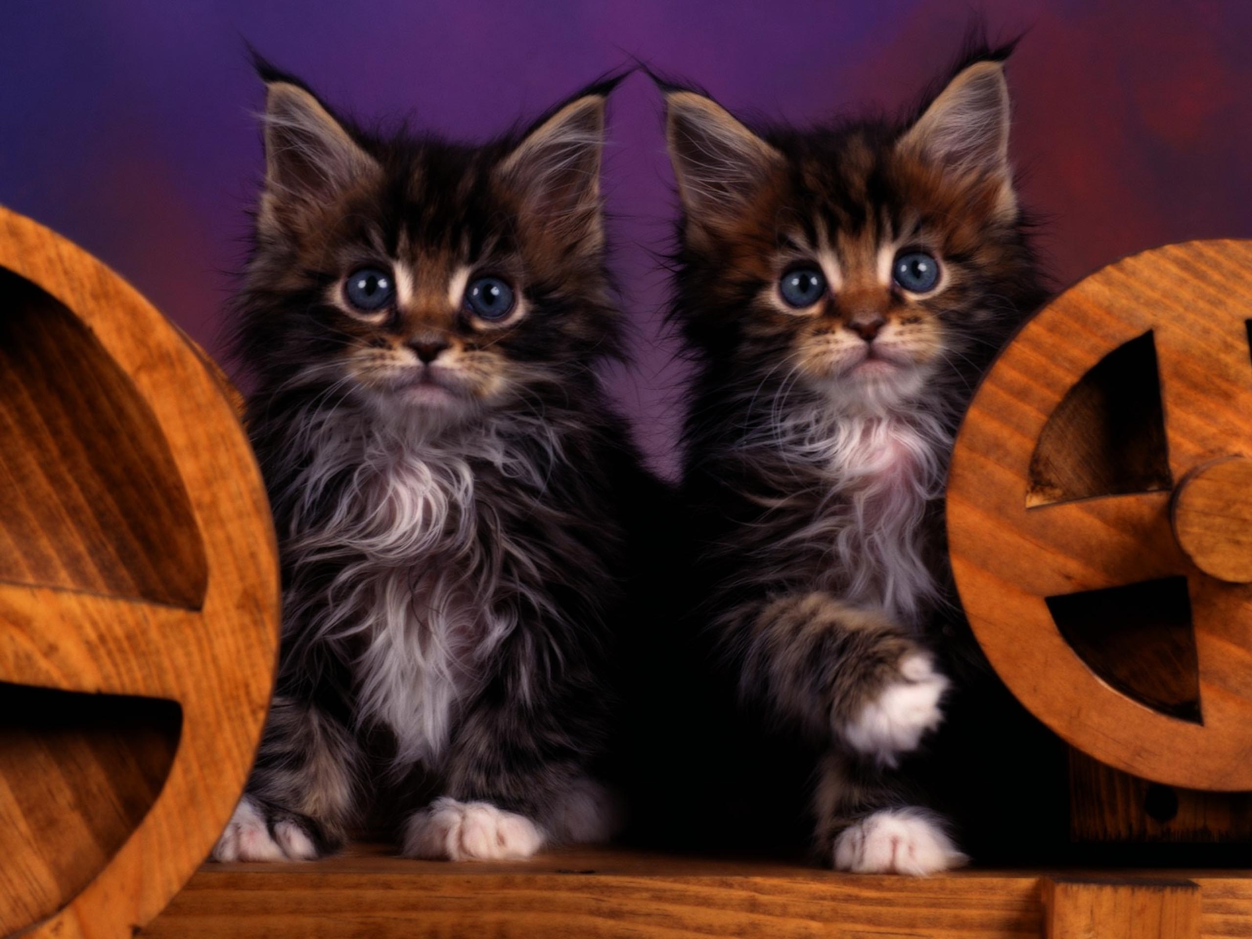 Charming Kittens HD Wallpaper