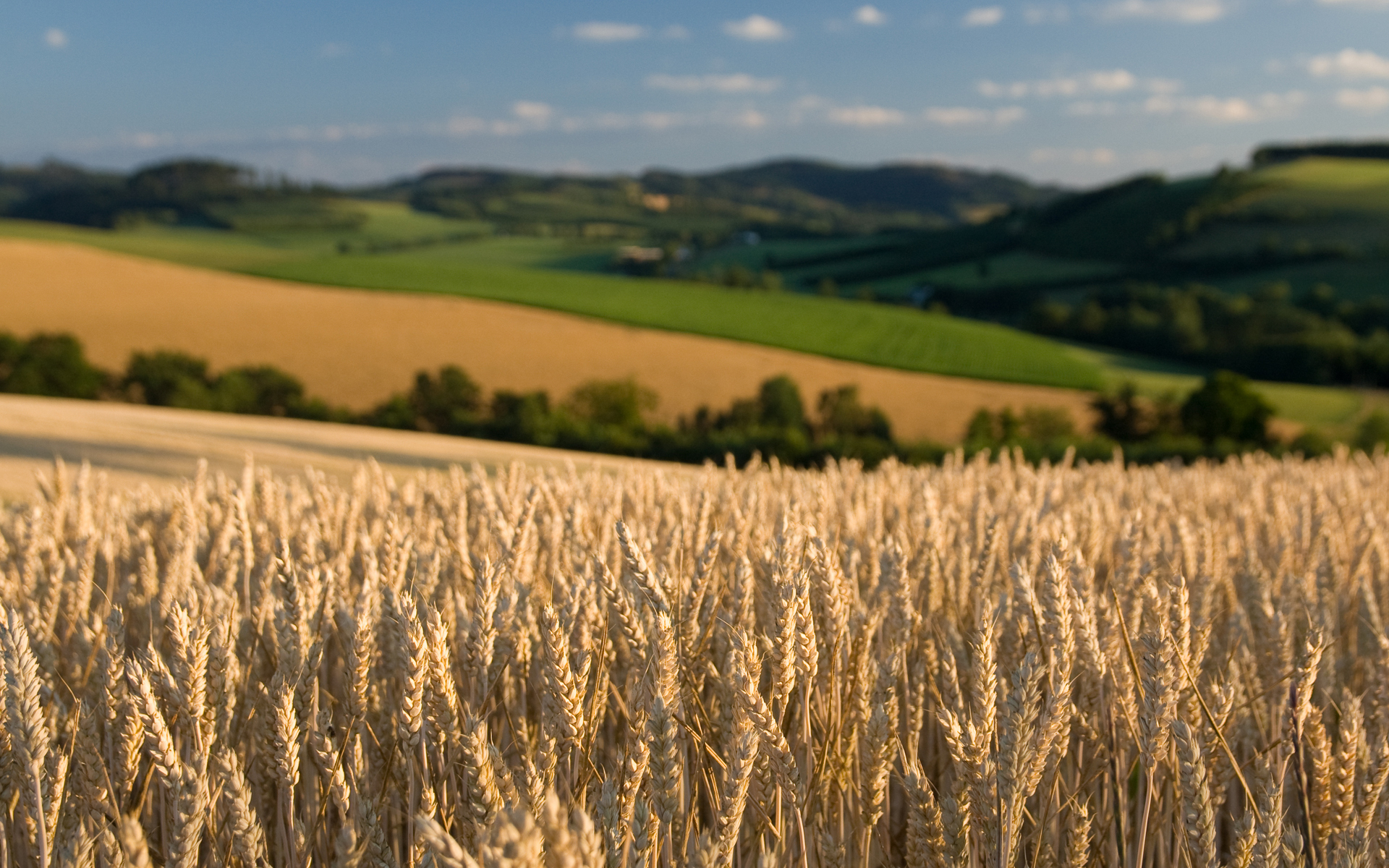 Download Nature Cornfield HD Wallpaper