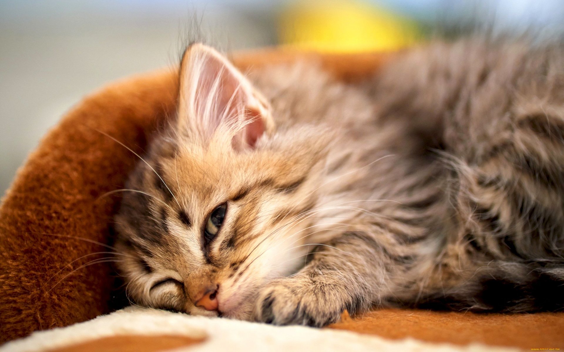 Katt HD Wallpaper | Background Image | 2560x1600 | ID:369258 ...