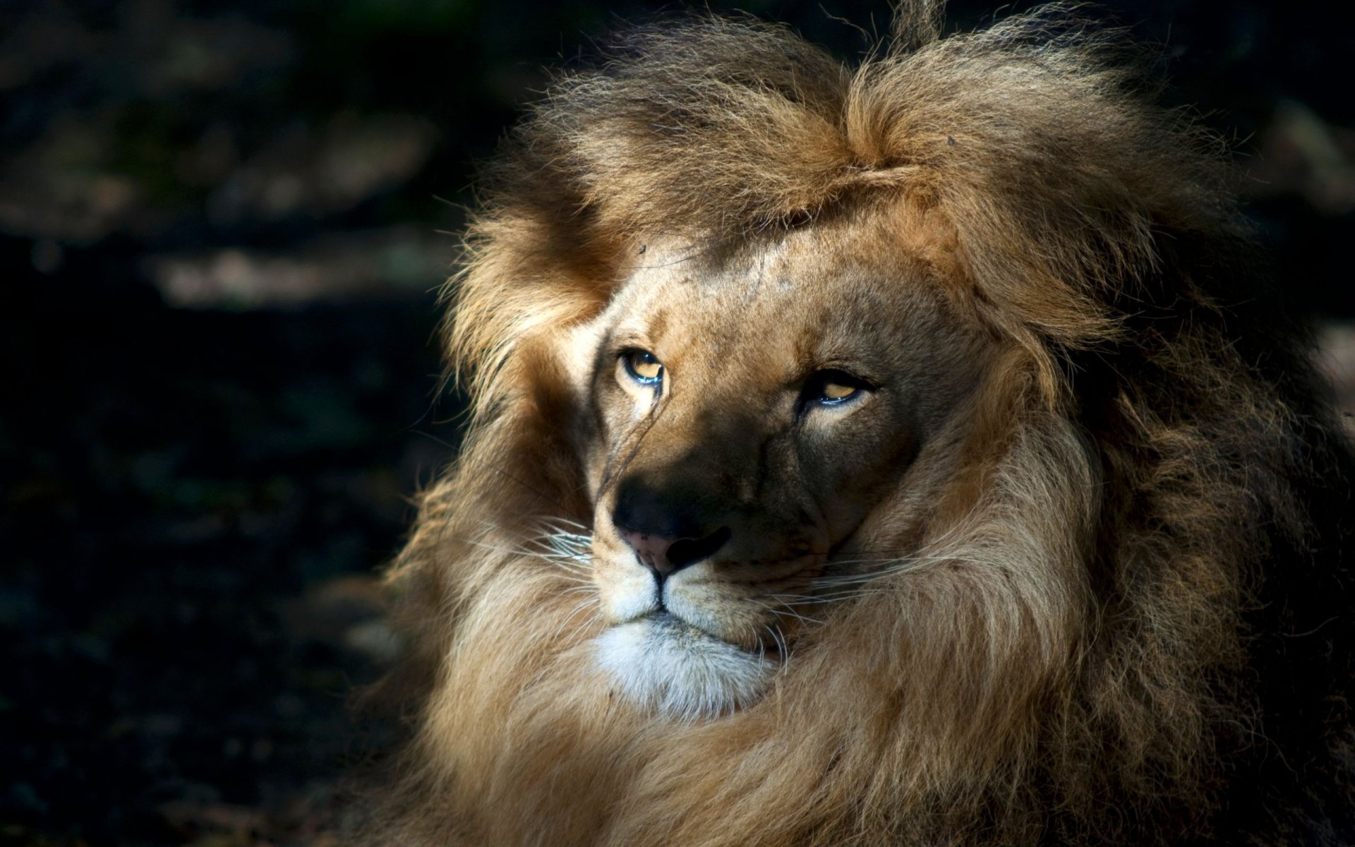 Majestic Lion HD Wallpaper: The King in Stunning Detail | 2560x1600 ...