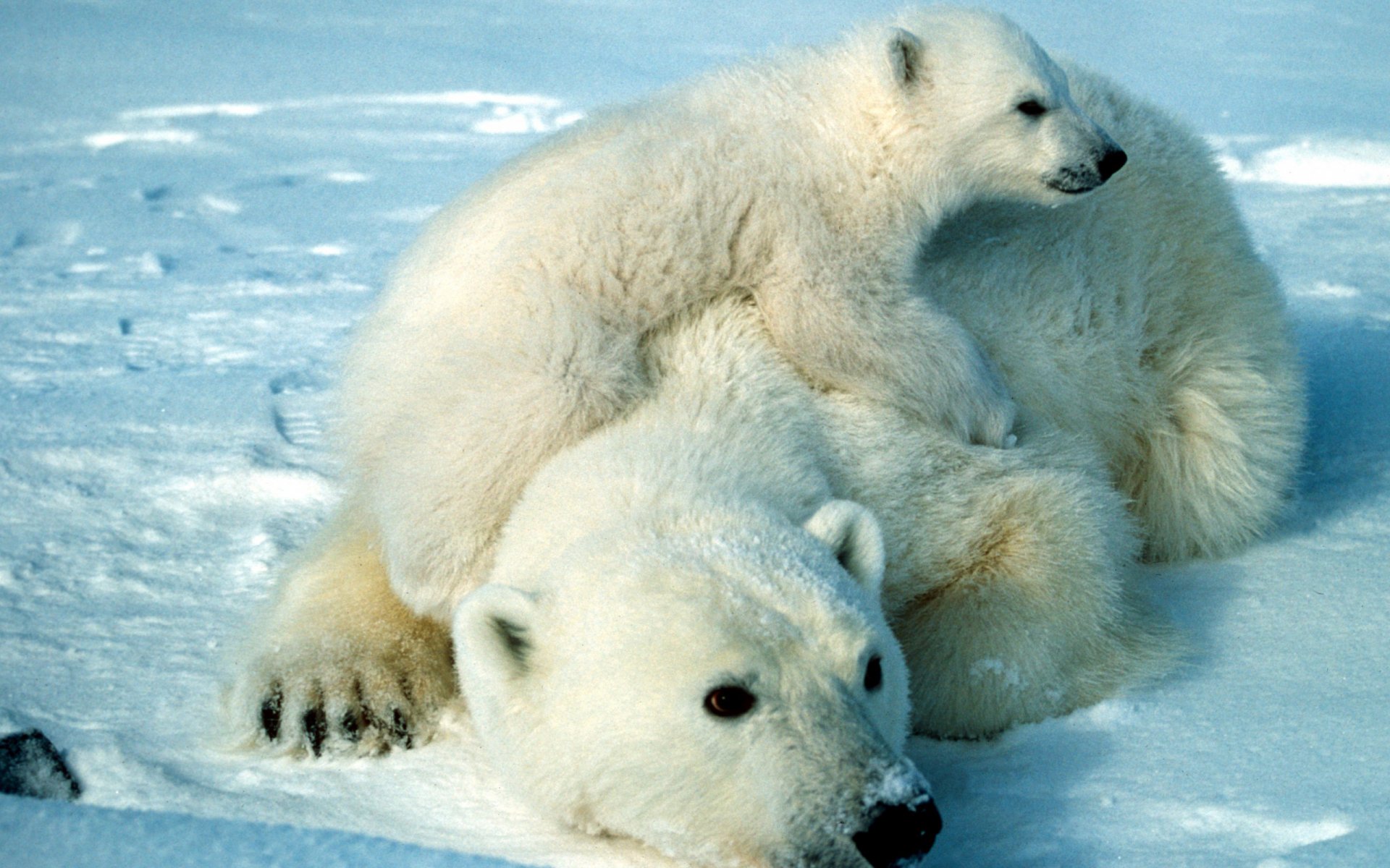 Download Animal Polar Bear HD Wallpaper