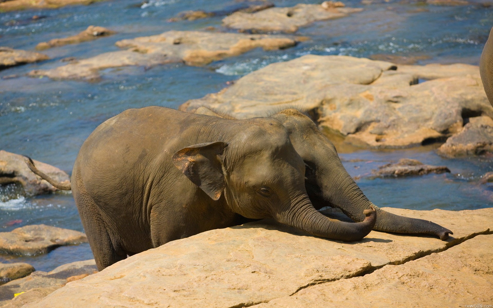 Download Animal Asian Elephant HD Wallpaper