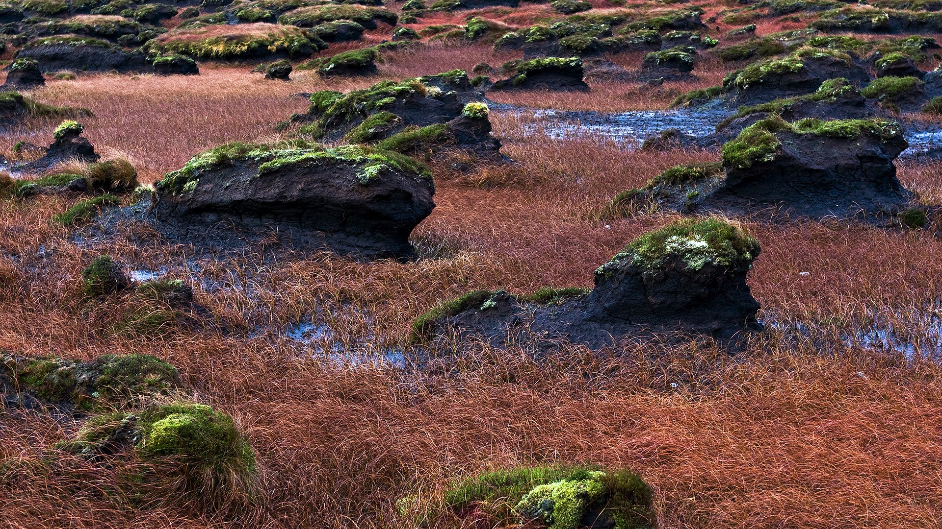 Download Nature Field HD Wallpaper | 1920x1080 | Wallpaper Abyss