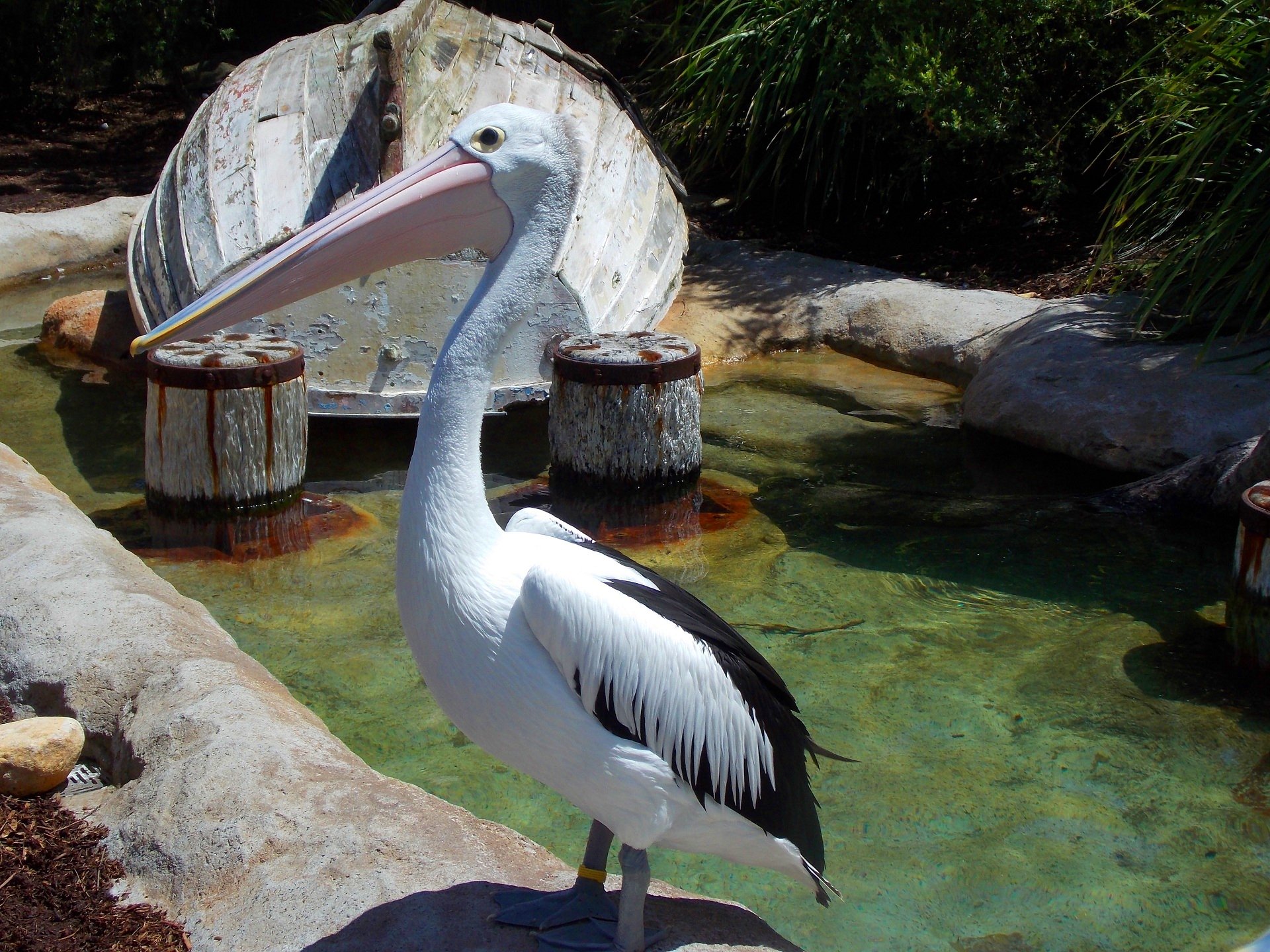 Pelican at Taronga Park Zoo Sydney Australia by lonewolf6738