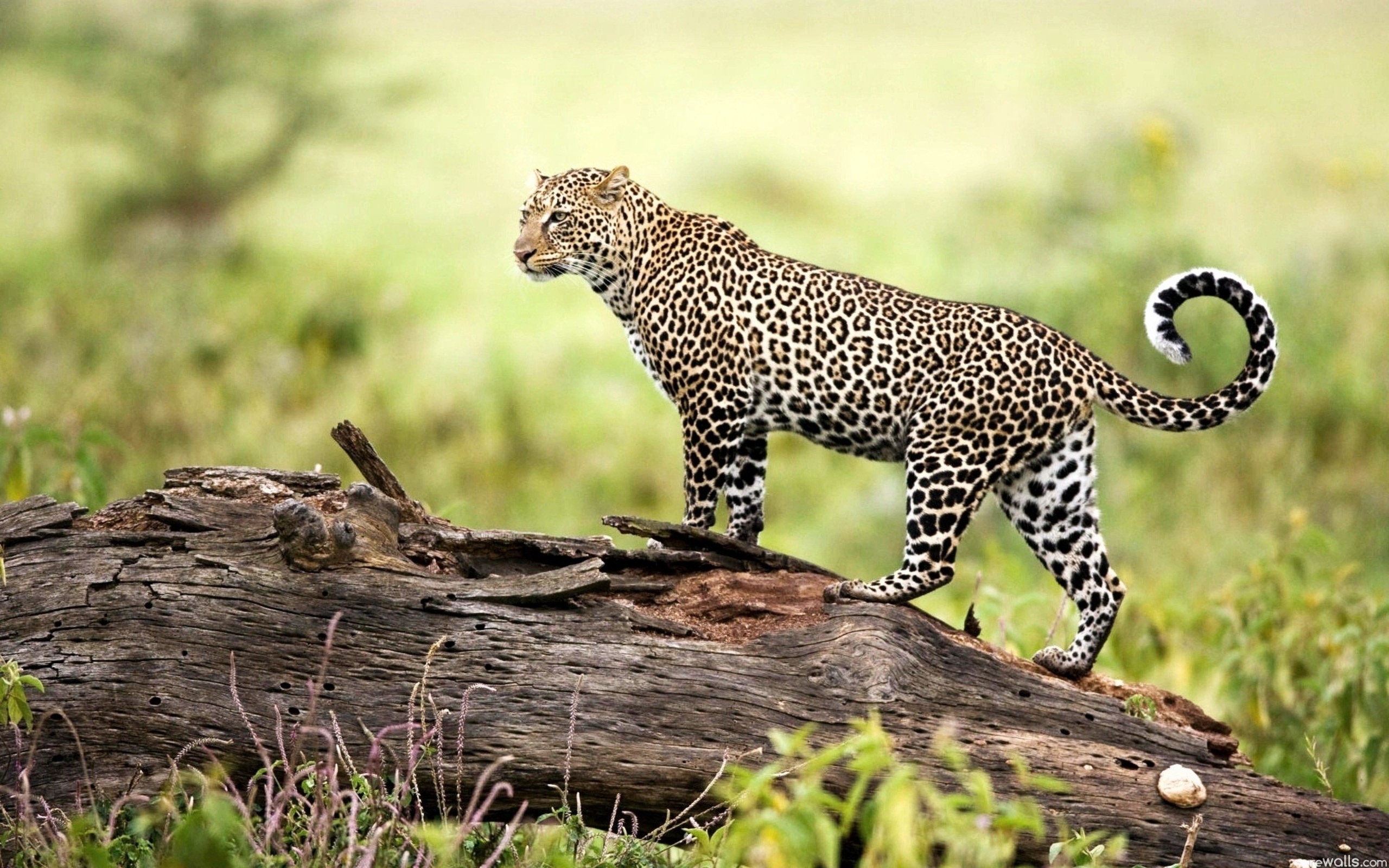 Animal Leopard HD Wallpaper