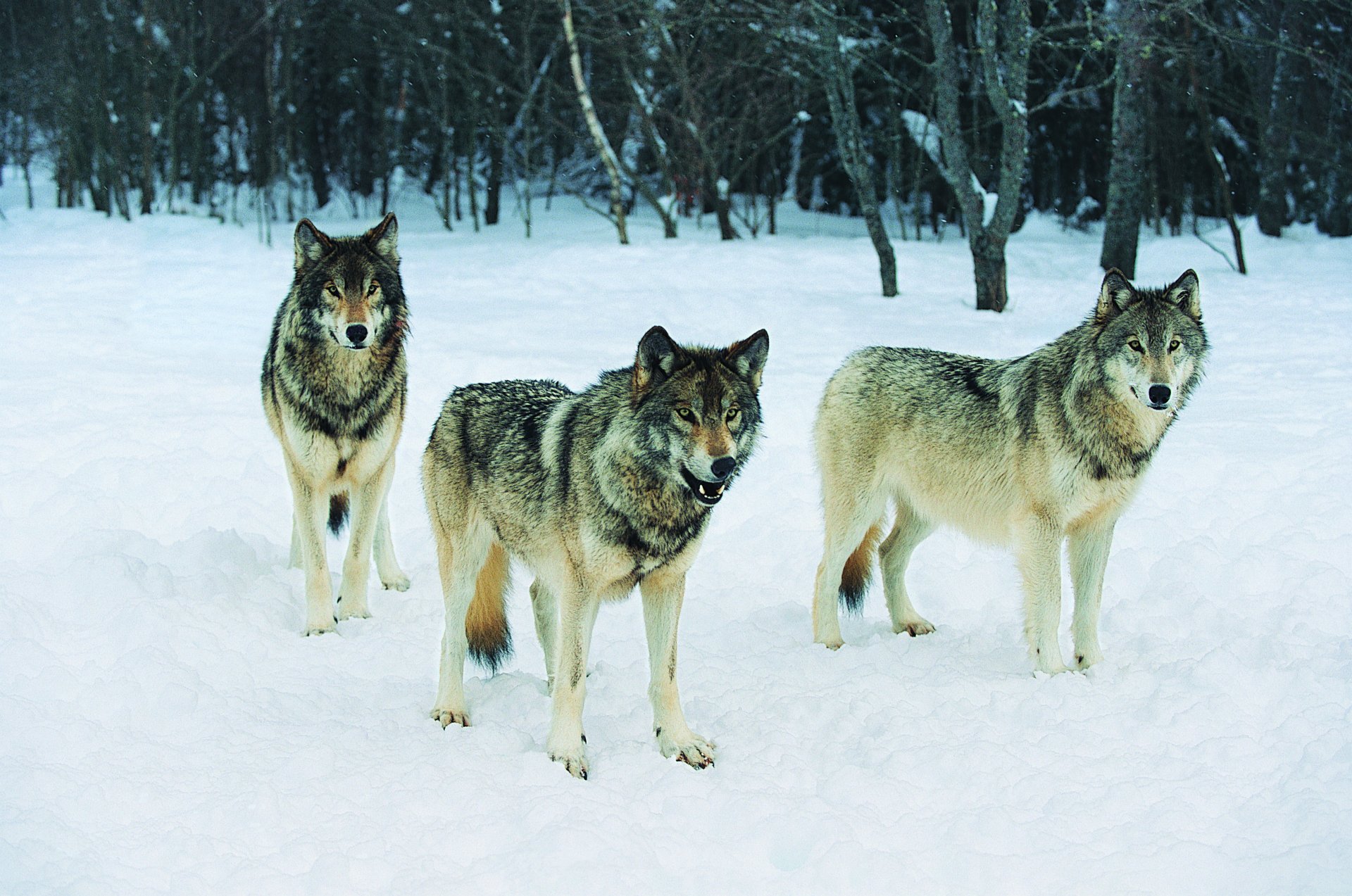 Majestic Wolf Pack in 4K Ultra HD Winter Wilderness | 5512x3656 ...