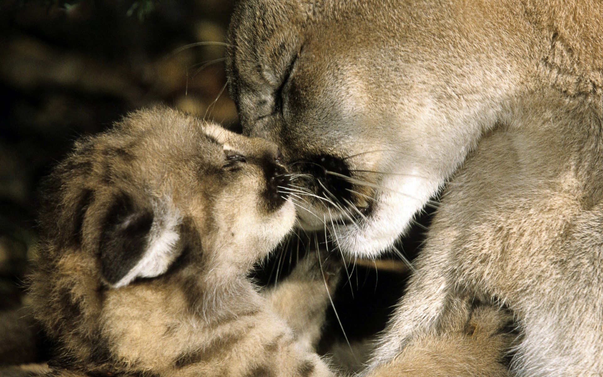 Adorable Cougar Cub Love – HD Animal Wallpaper | 2560x1600 | Wallpaper ...
