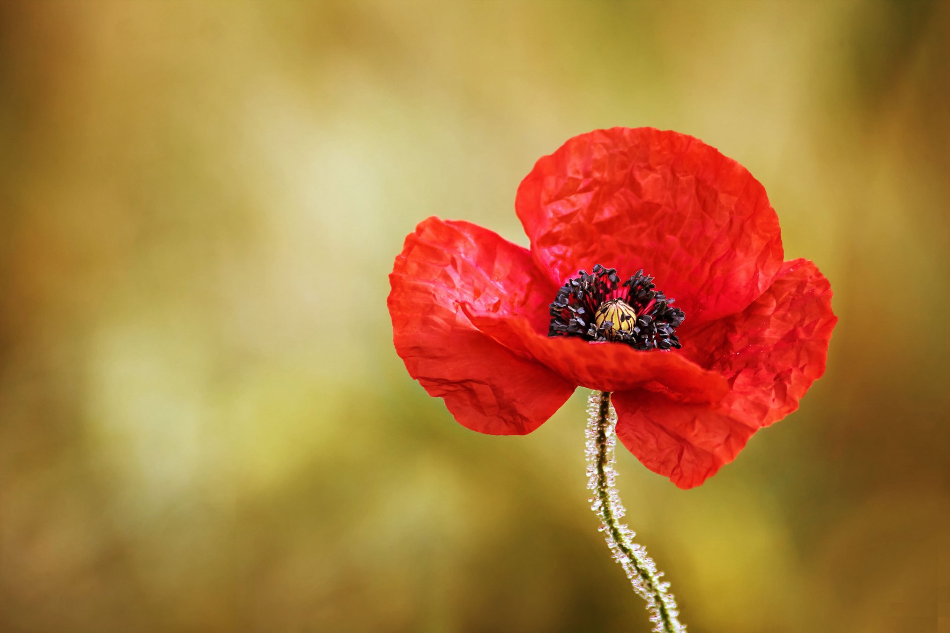 Download Nature Poppy HD Wallpaper