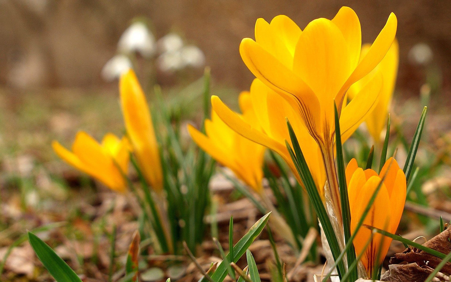 Nature Crocus HD Wallpaper