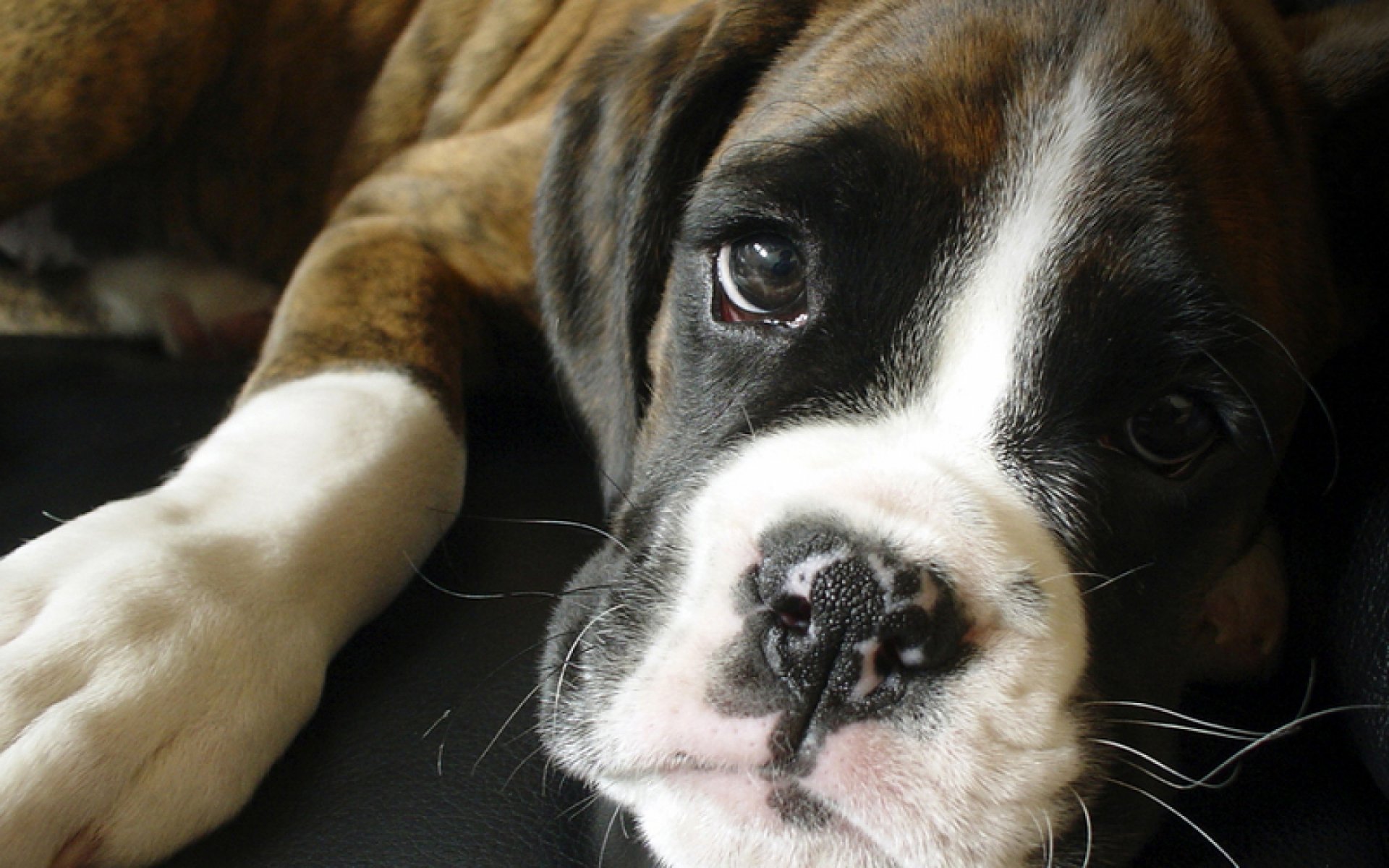 HD Boxer Dog Close-Up: Majestic Animal Portrait
