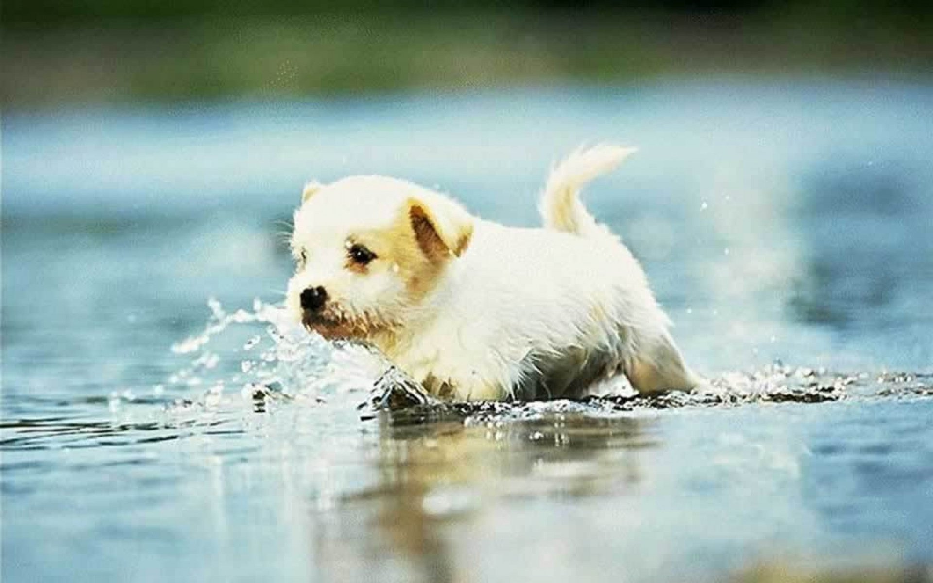 Download Animal Puppy HD Wallpaper