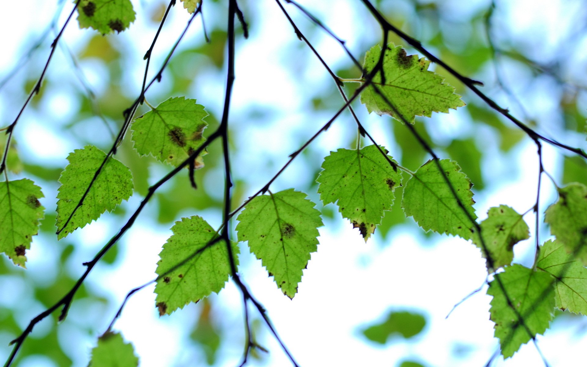 Download Nature Leaf HD Wallpaper | 1920x1200 | Wallpaper Abyss