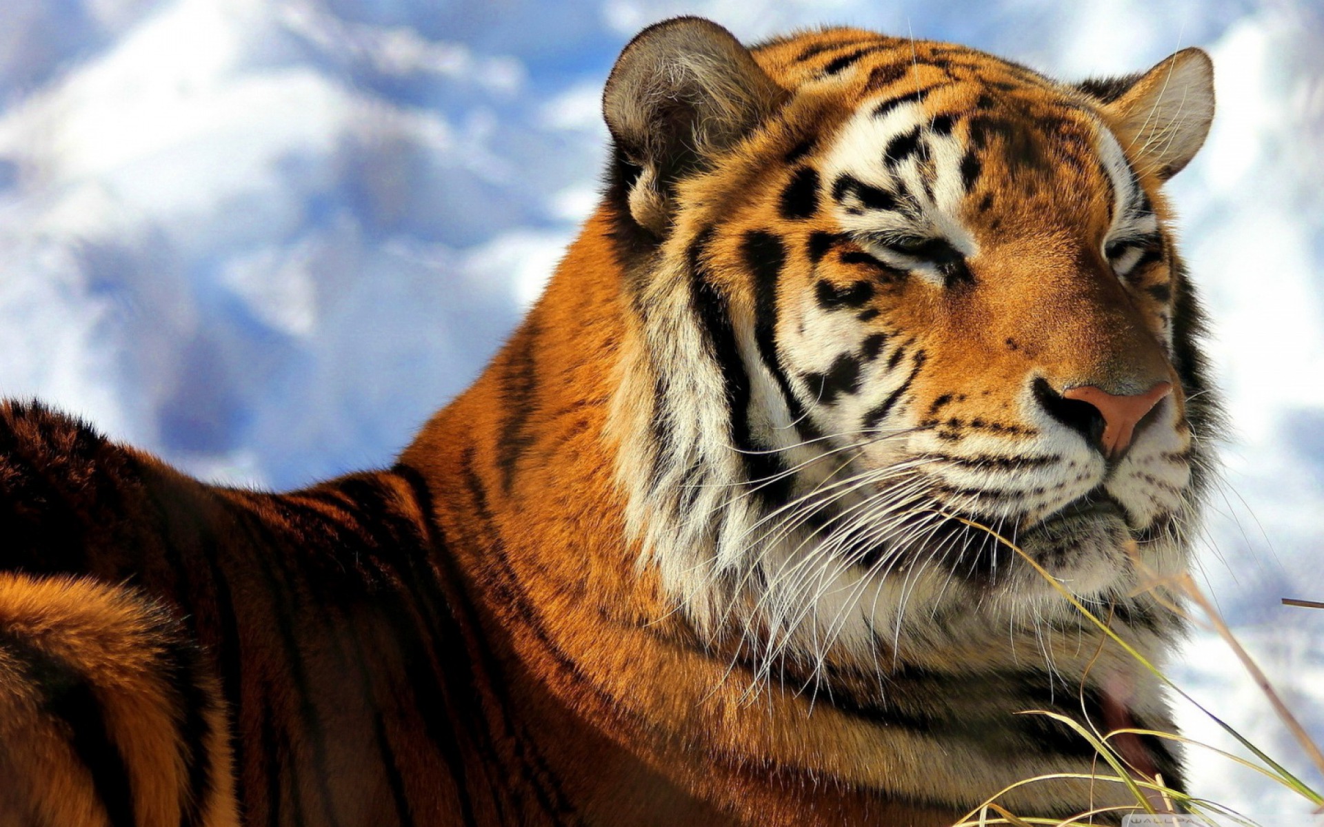 Animals Hd Wallpaper 1080p