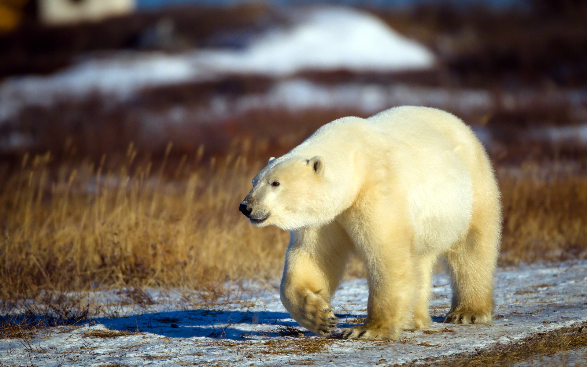 Download Animal Polar Bear HD Wallpaper
