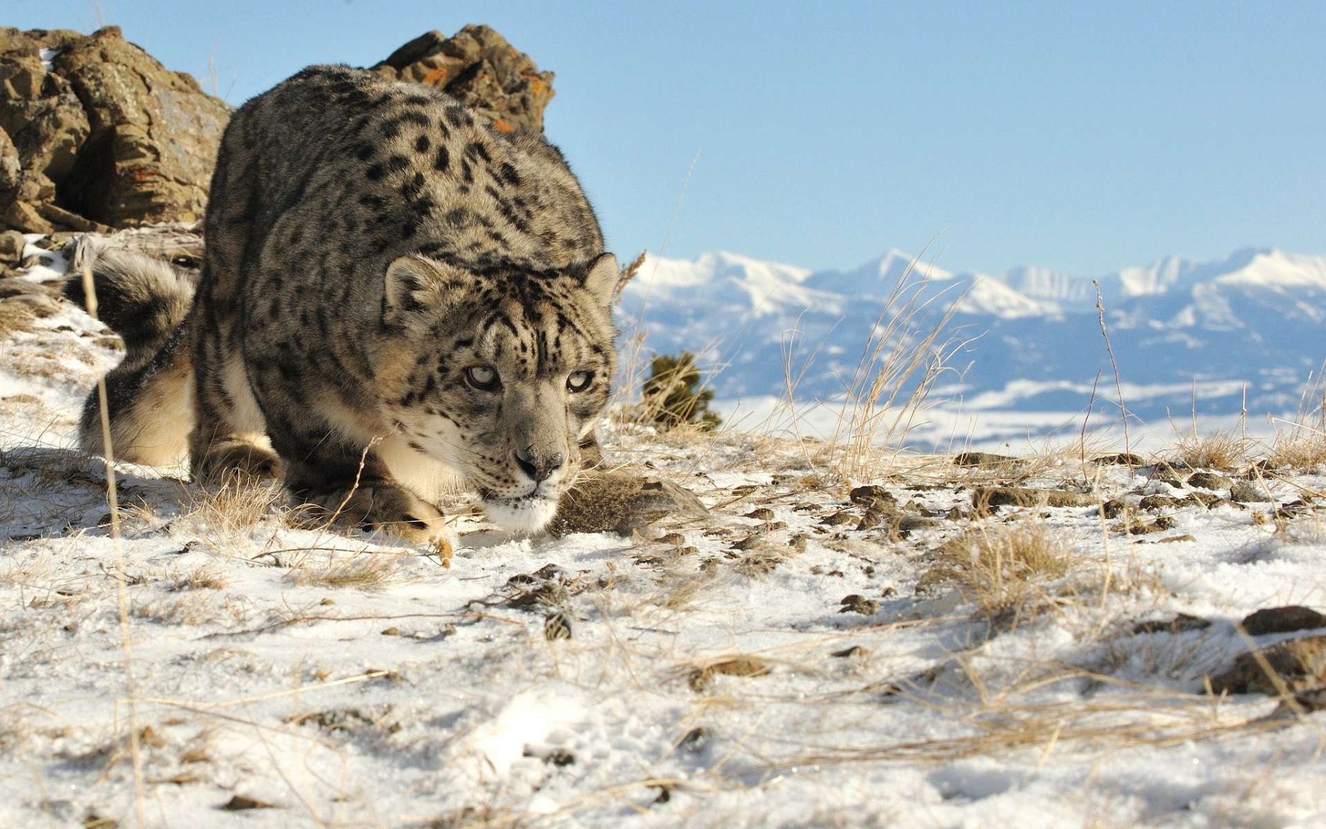 Download Animal Snow Leopard HD Wallpaper