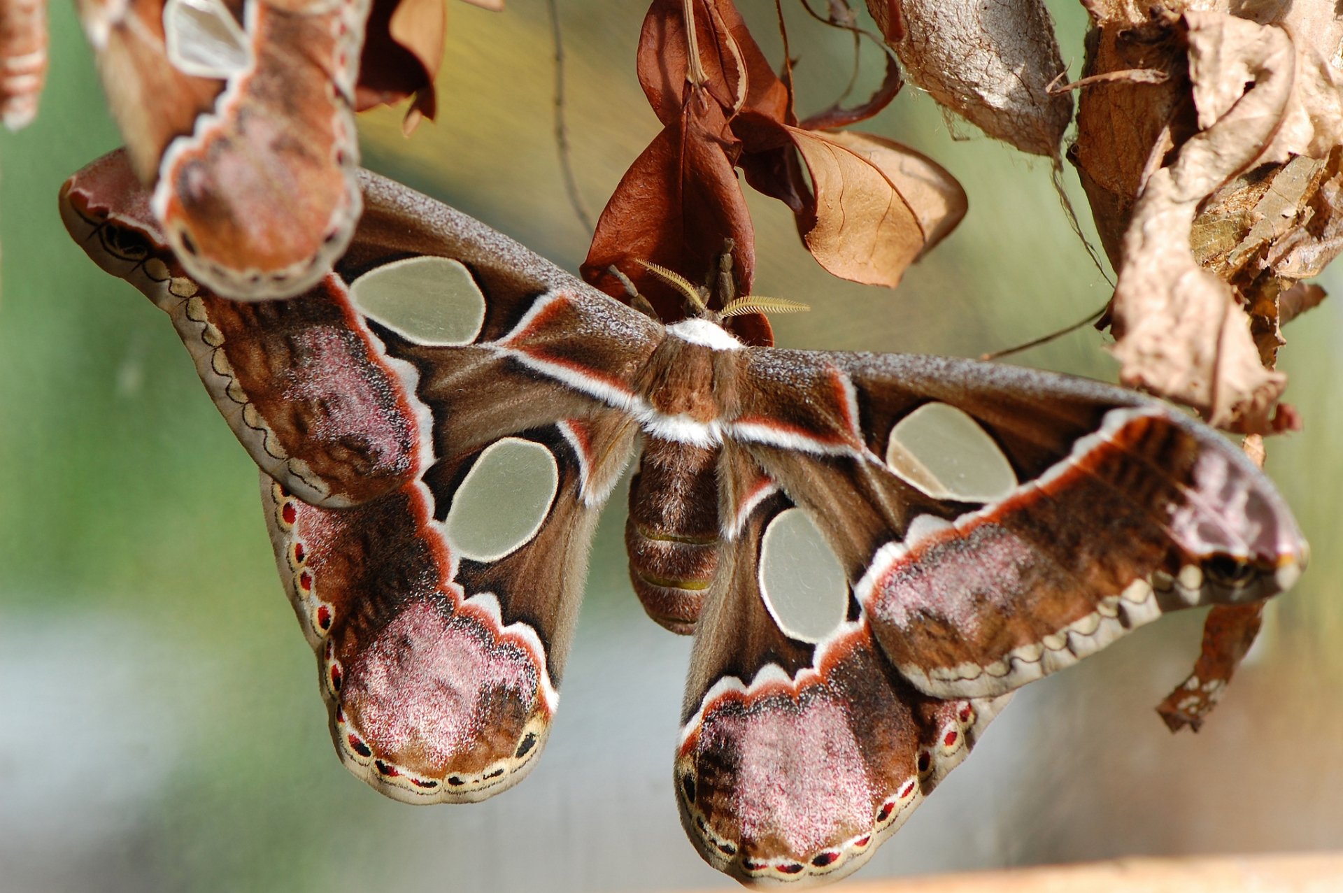 Download Animal Butterfly HD Wallpaper | 2048x1362 | Wallpaper Abyss