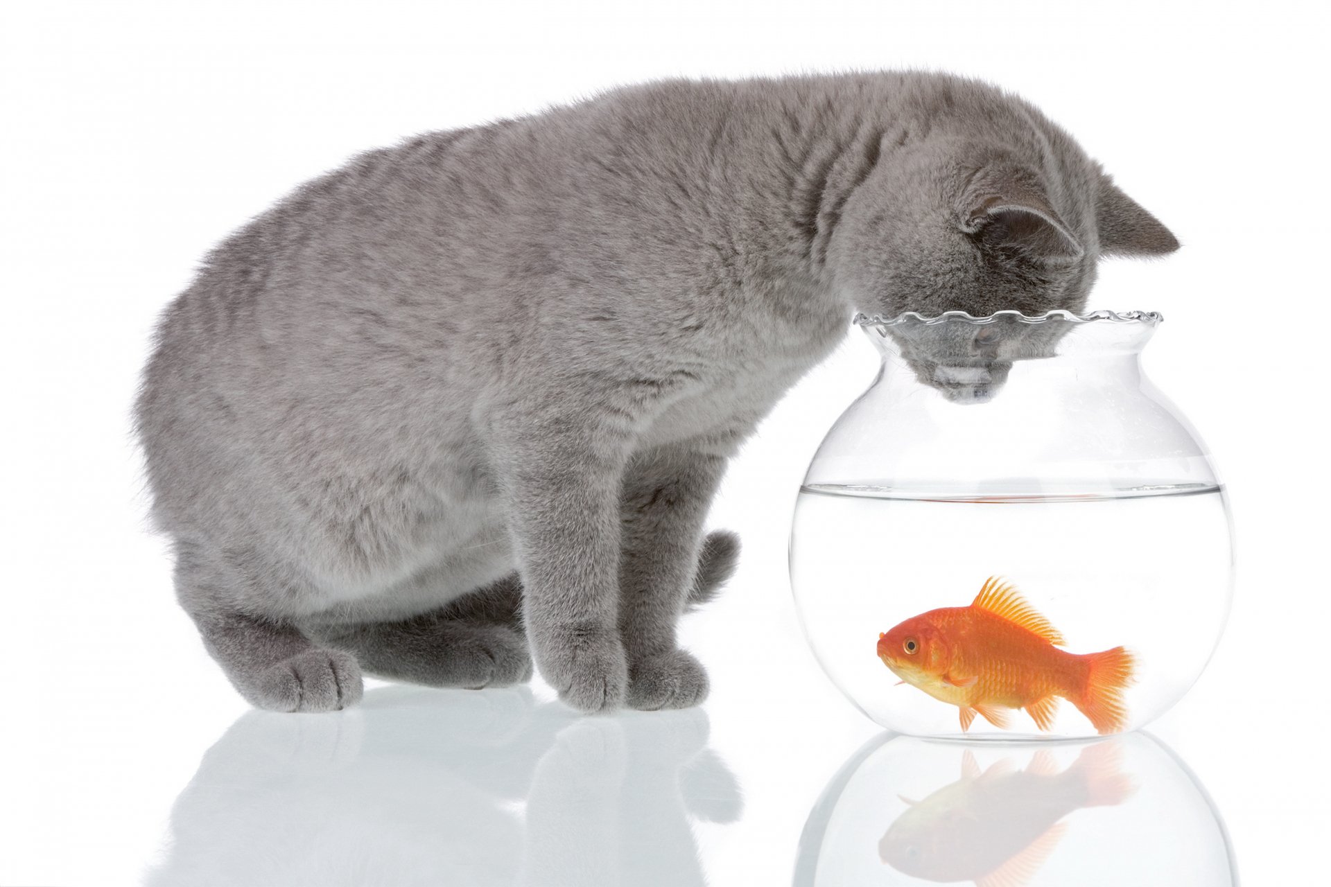Curious Cat Meets Goldfish – 4K Ultra HD Animal Wallpaper