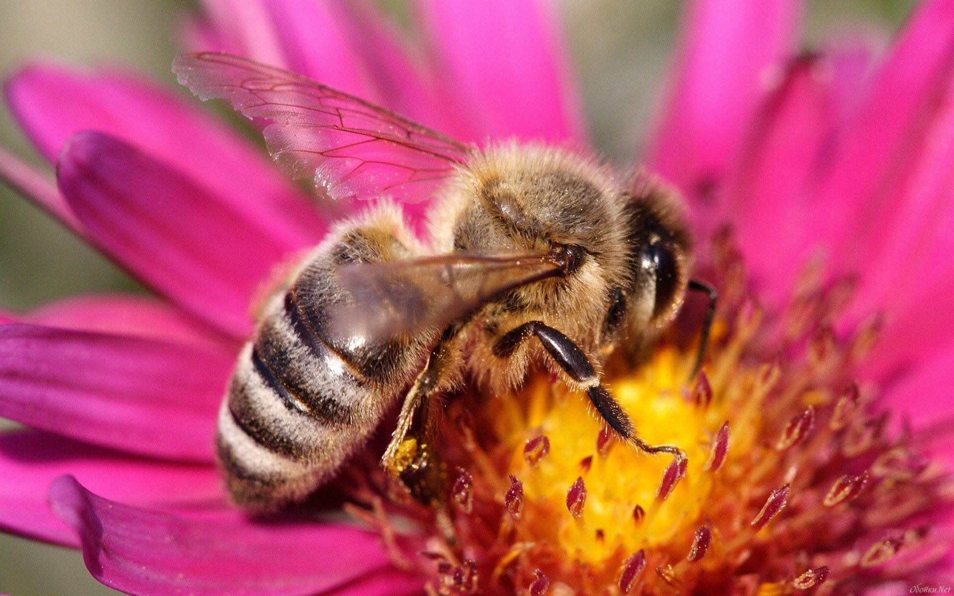 Download Animal Bee HD Wallpaper