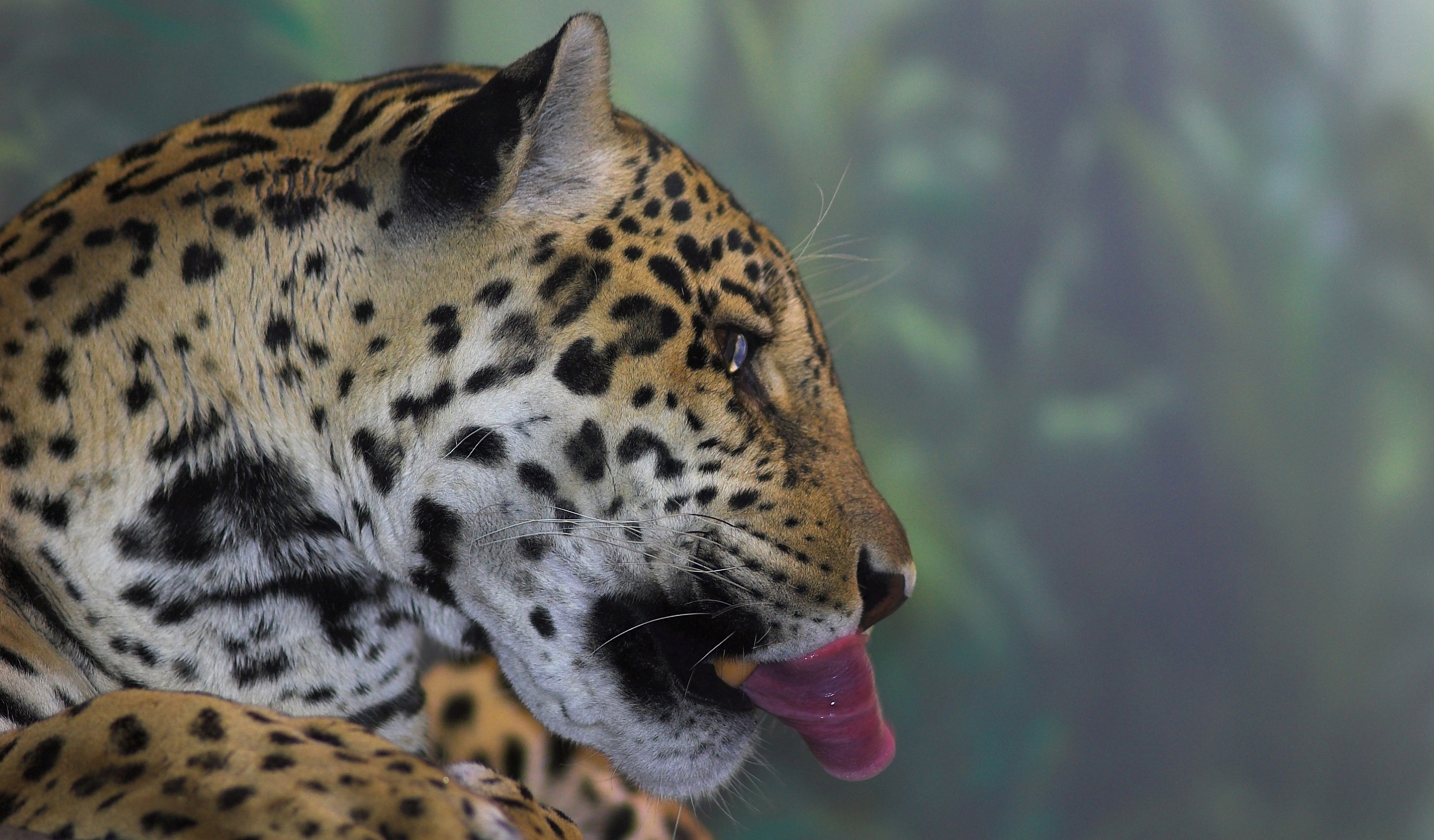 Download Animal Leopard HD Wallpaper