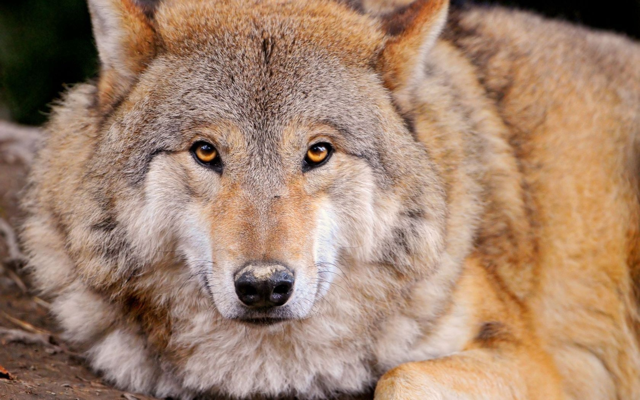 Download Animal Wolf HD Wallpaper
